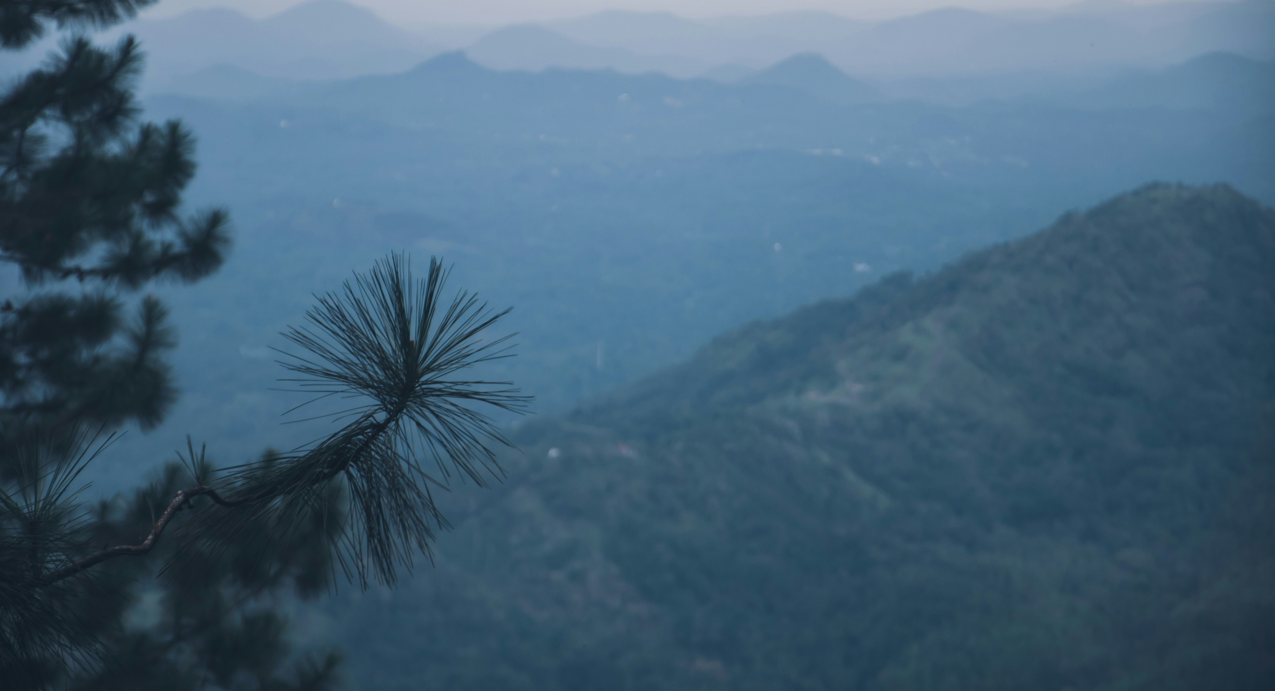 A moody close-up of pine needles in sharp focus set against a blurred backdrop of deep blue, misty mountain layers.