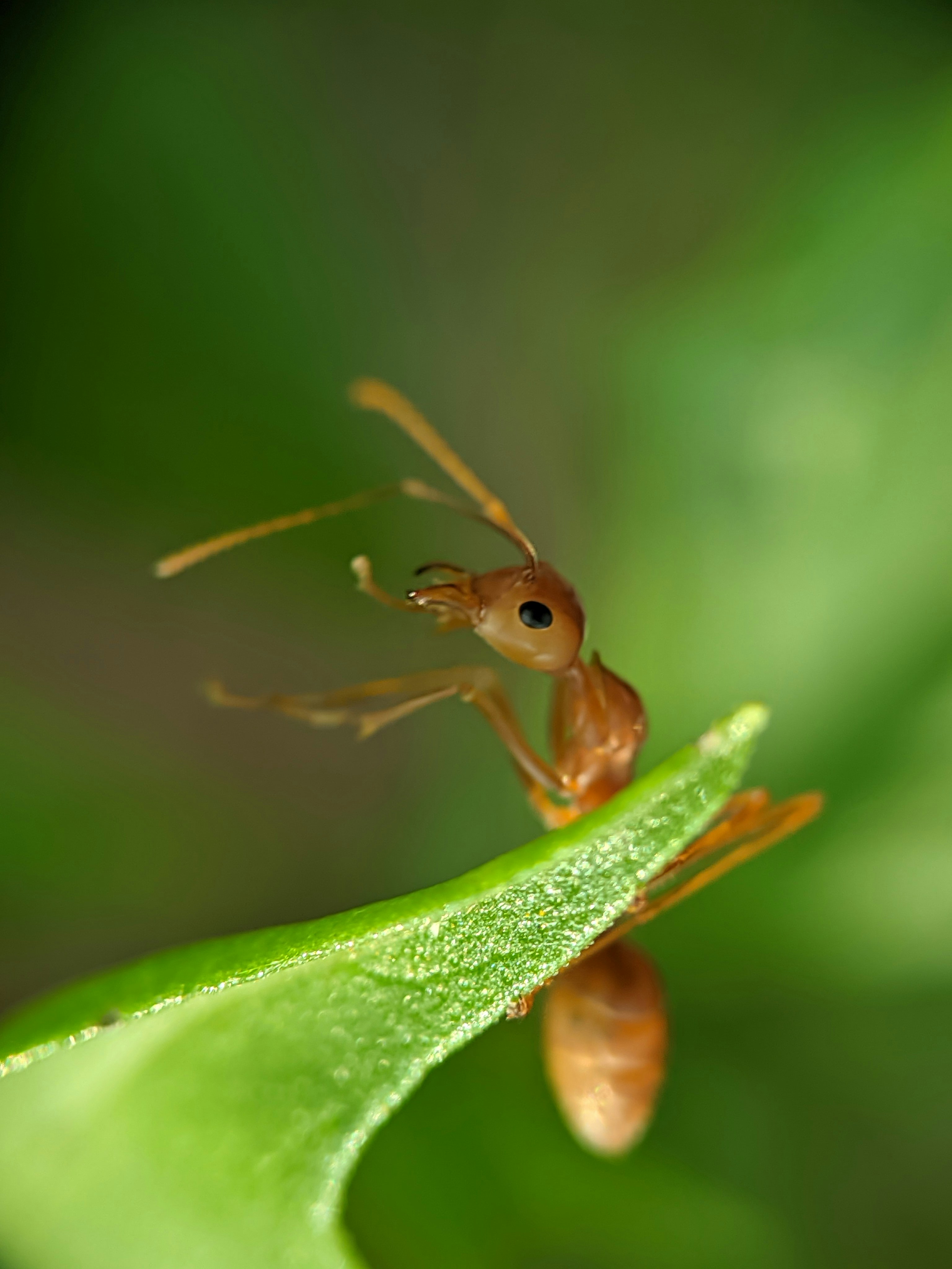 An ant perched on a green leaf.