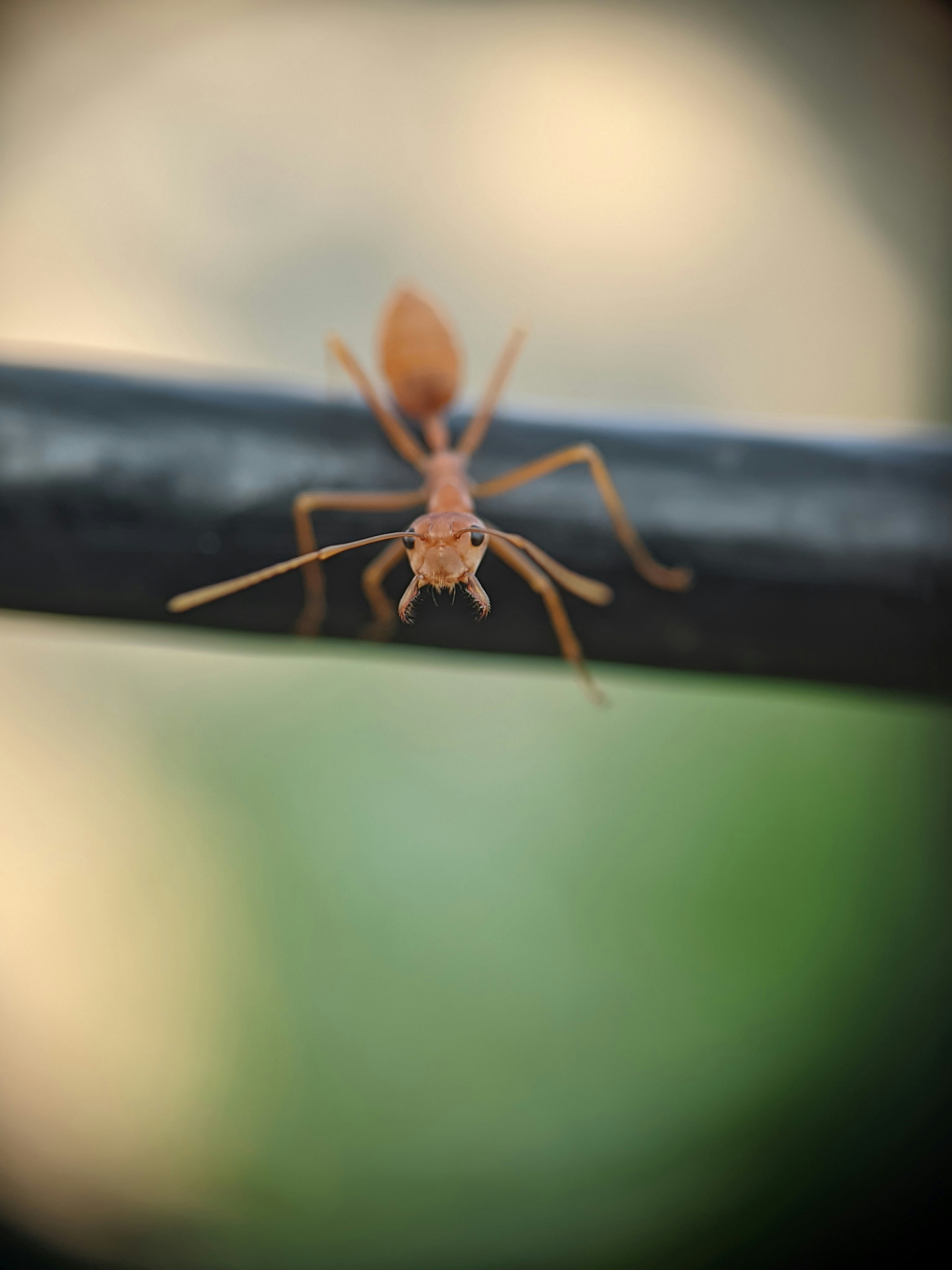 Macro Close-Up: An Ant on a Narrow Barrier