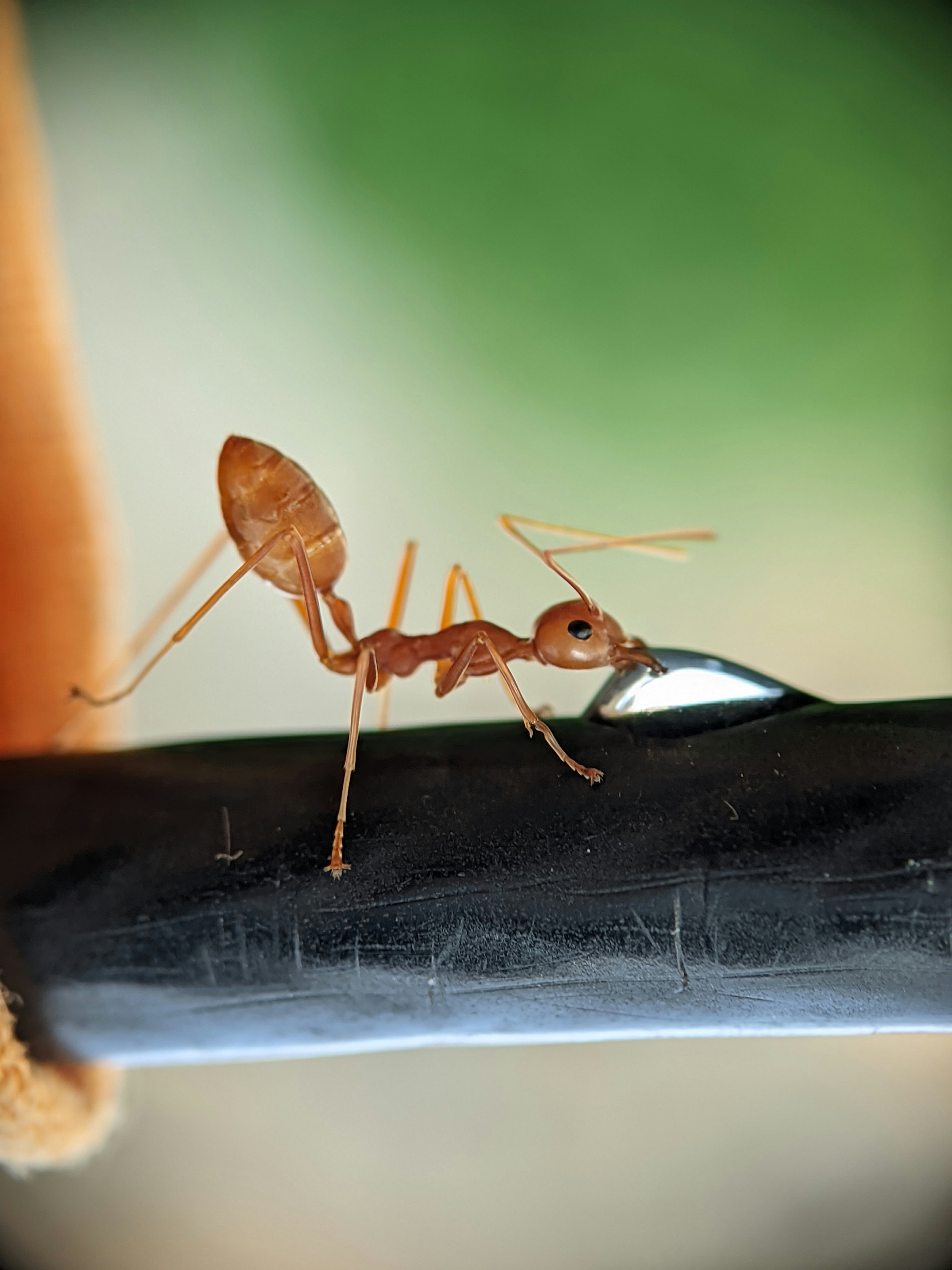 Macro Encounter: An Orange Ant Traverses a Glossy Cable