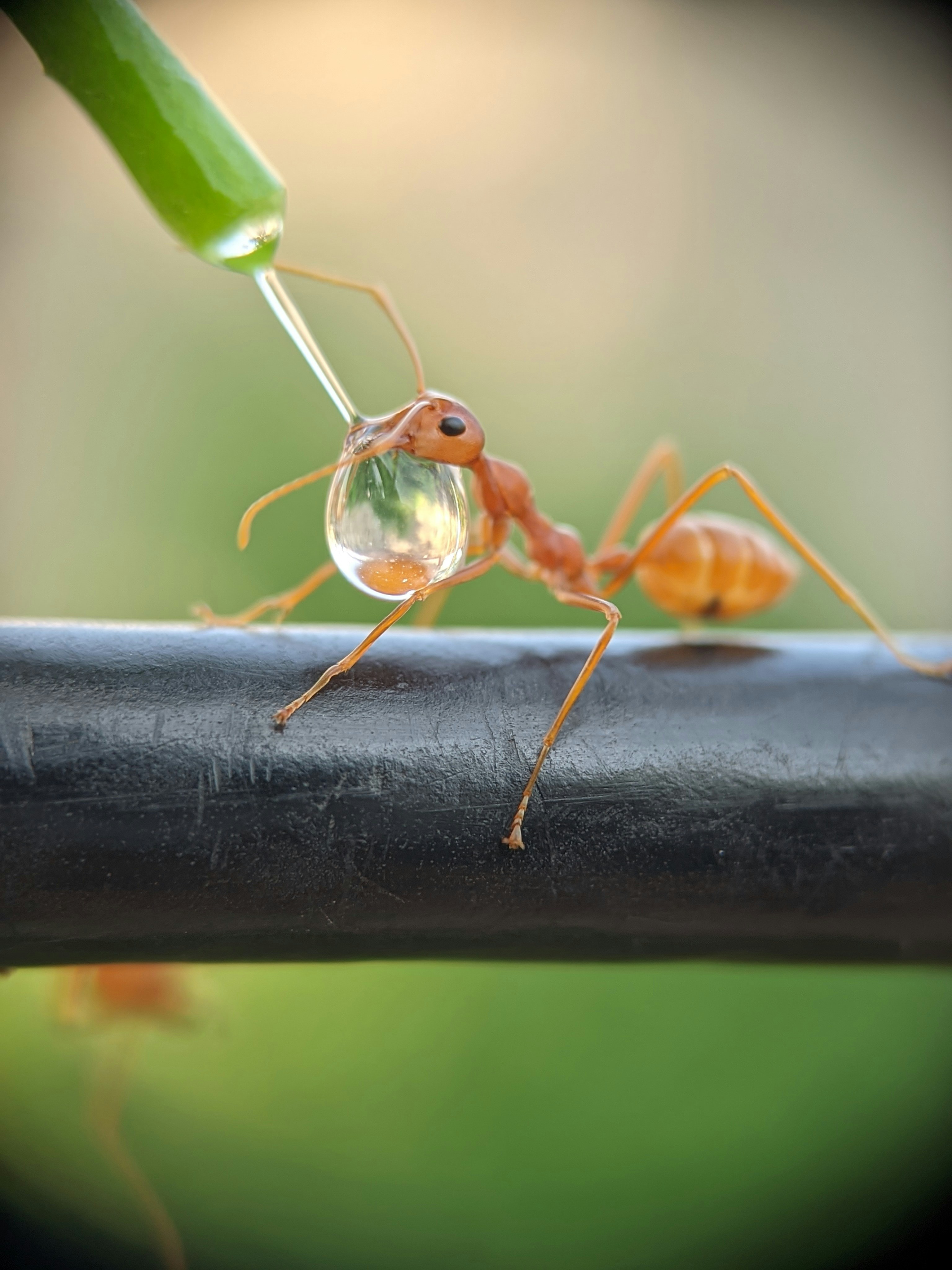 Sample photo from OnePlus 13R