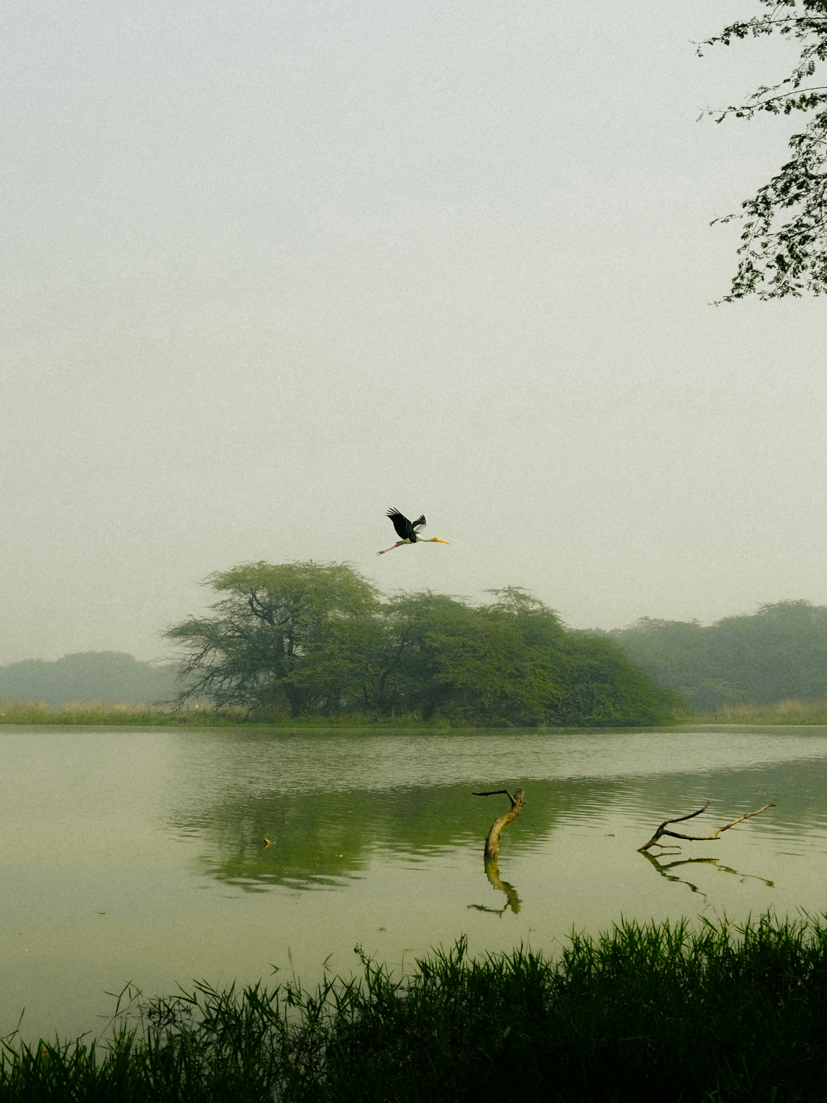 Heron in Pale Dawn: A solitary flight over a misty island lake