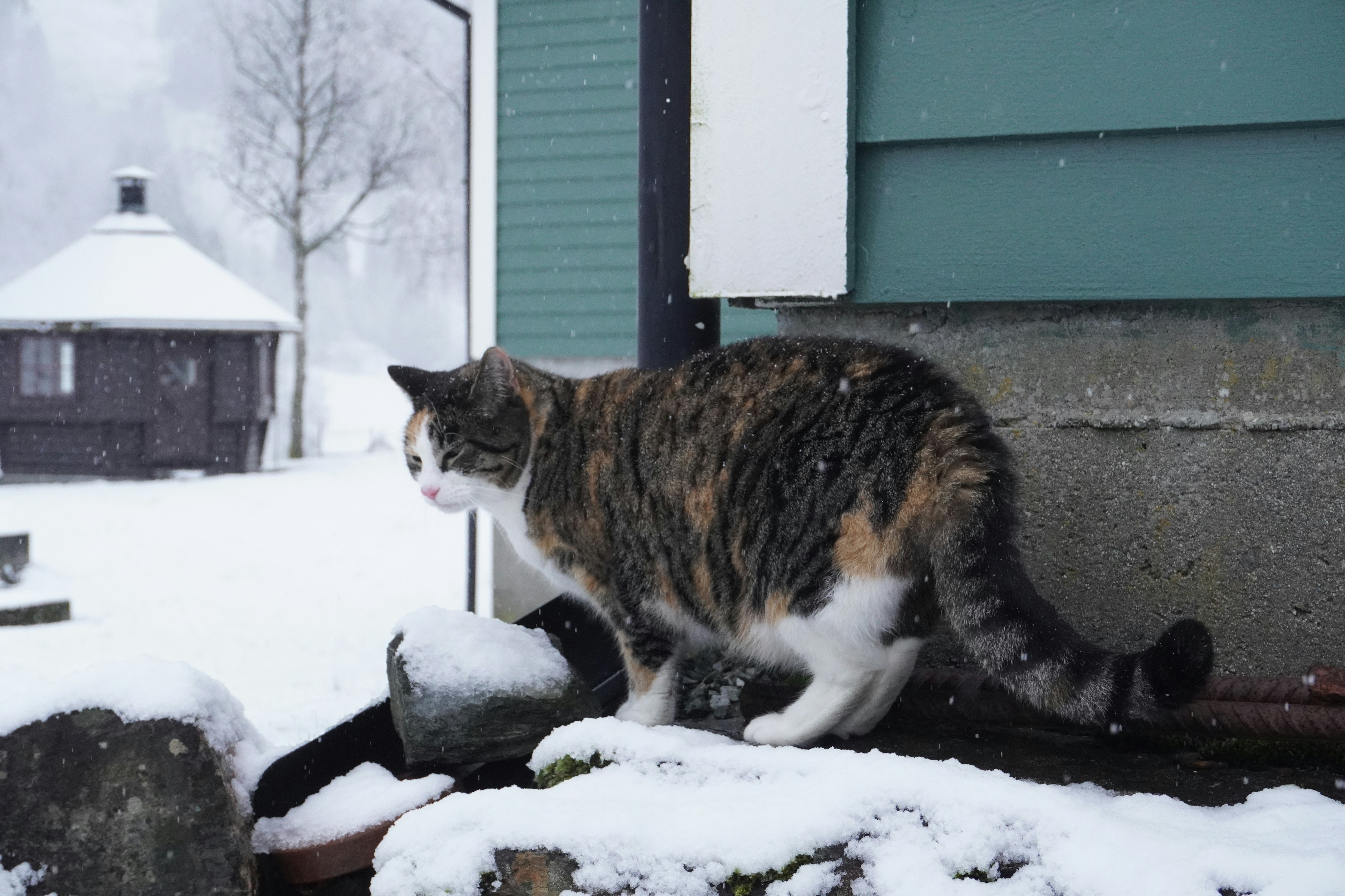 A calico cat stands on a snow-covered surface. photo – Free Animal ...