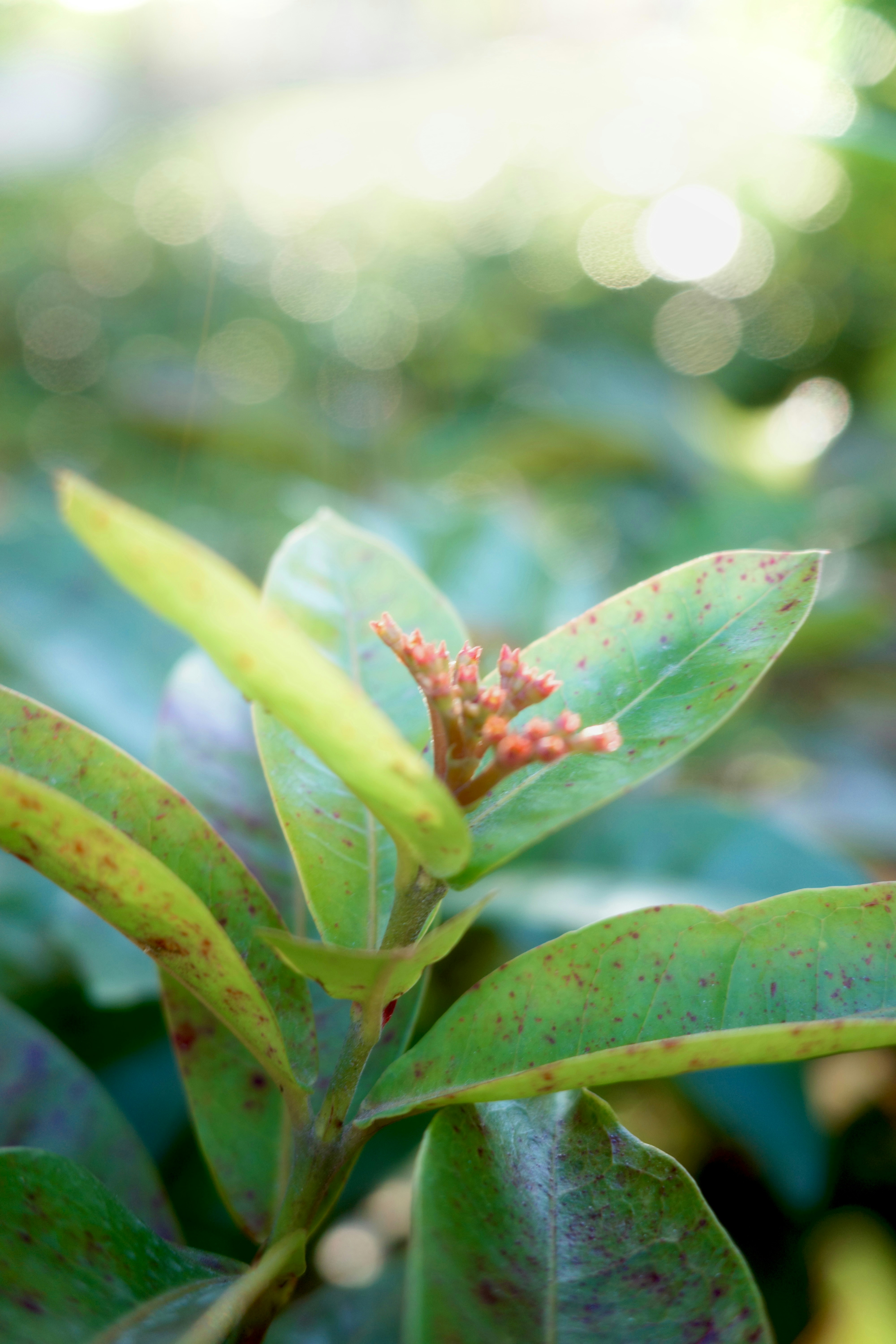 A Tiny Bloom Rises Among Speckled Leaves