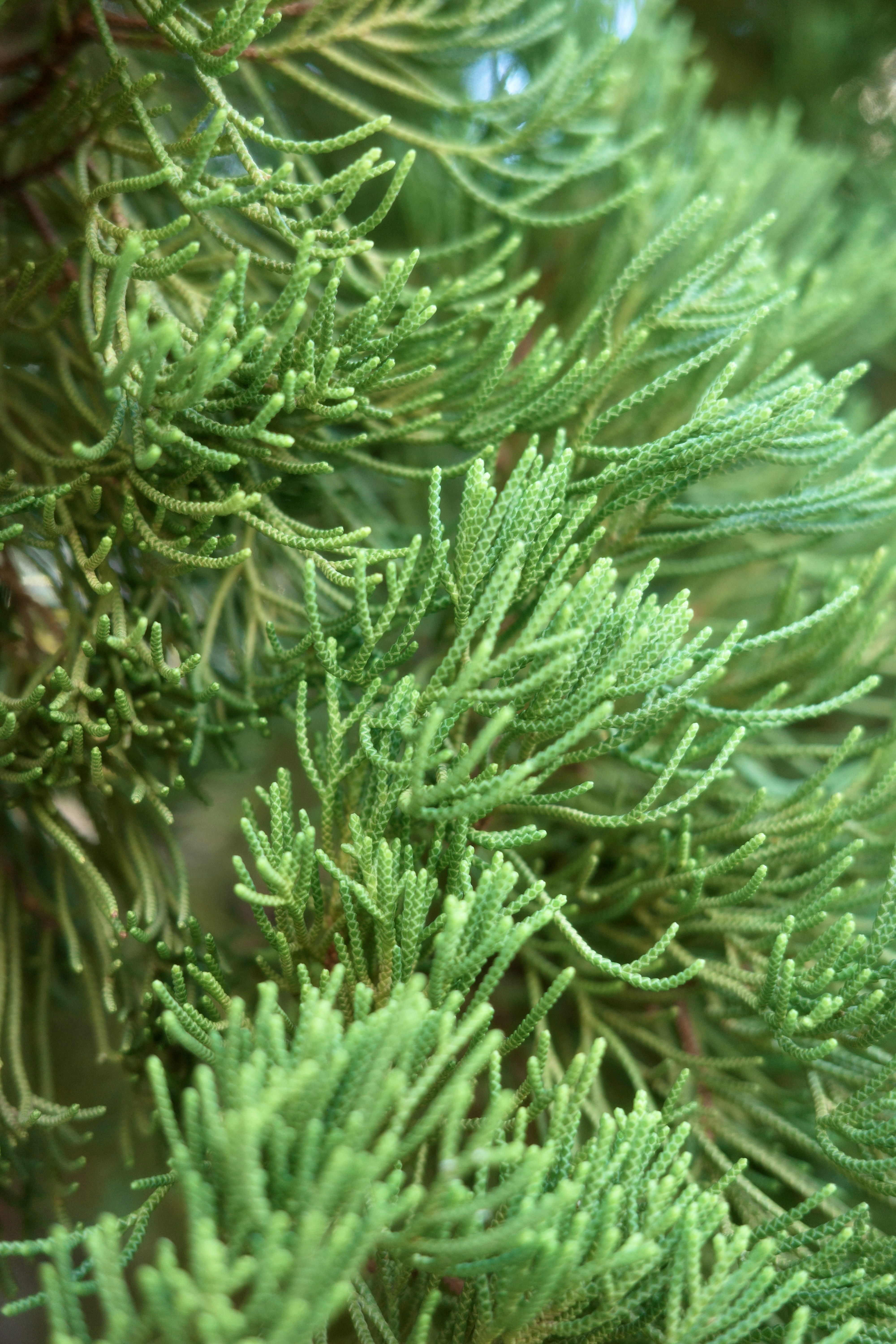 A close-up of plants bathed in sunlight
