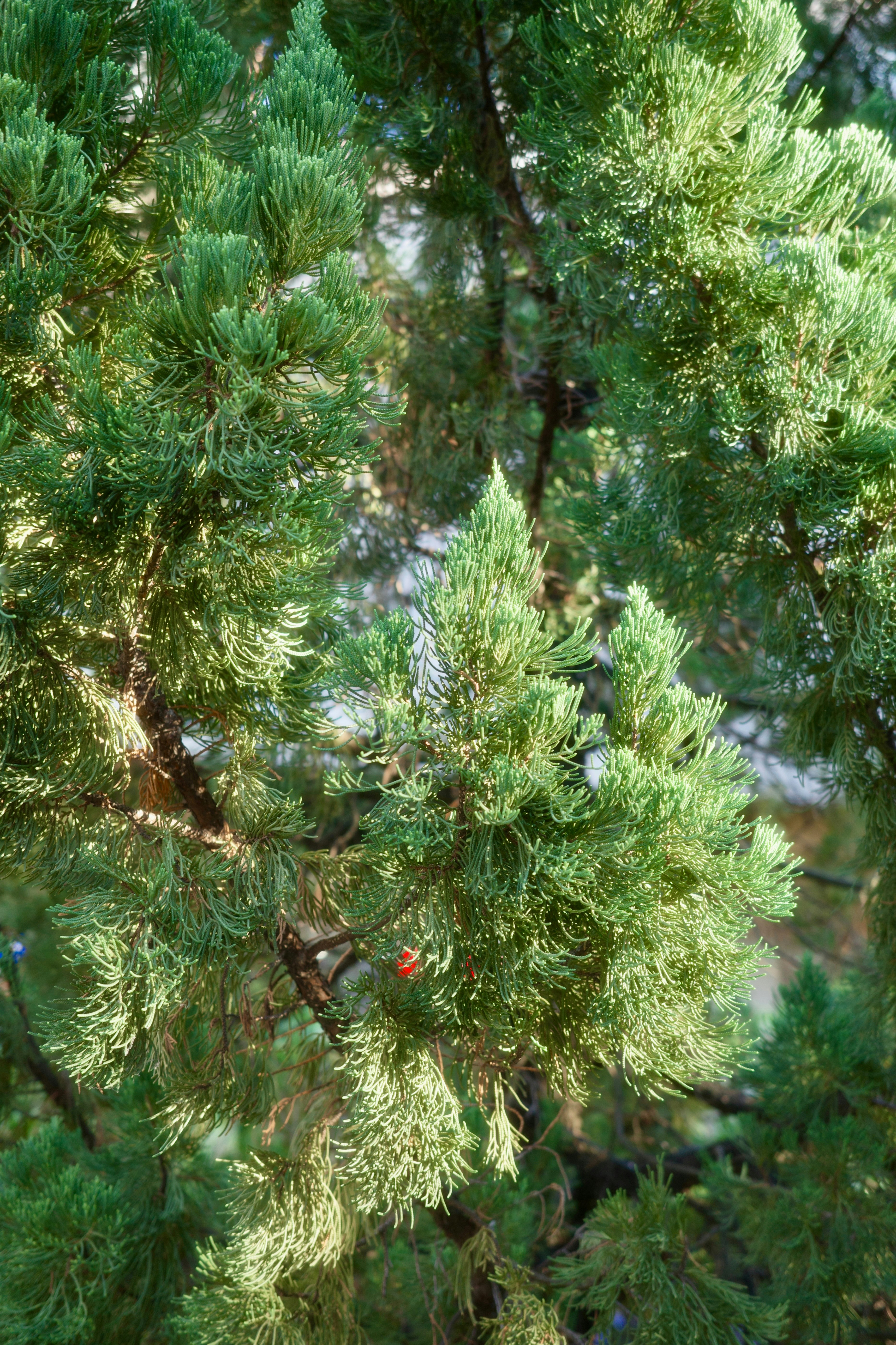 Sunlit Pine Lace: a close-up of emerald needles in dappled light