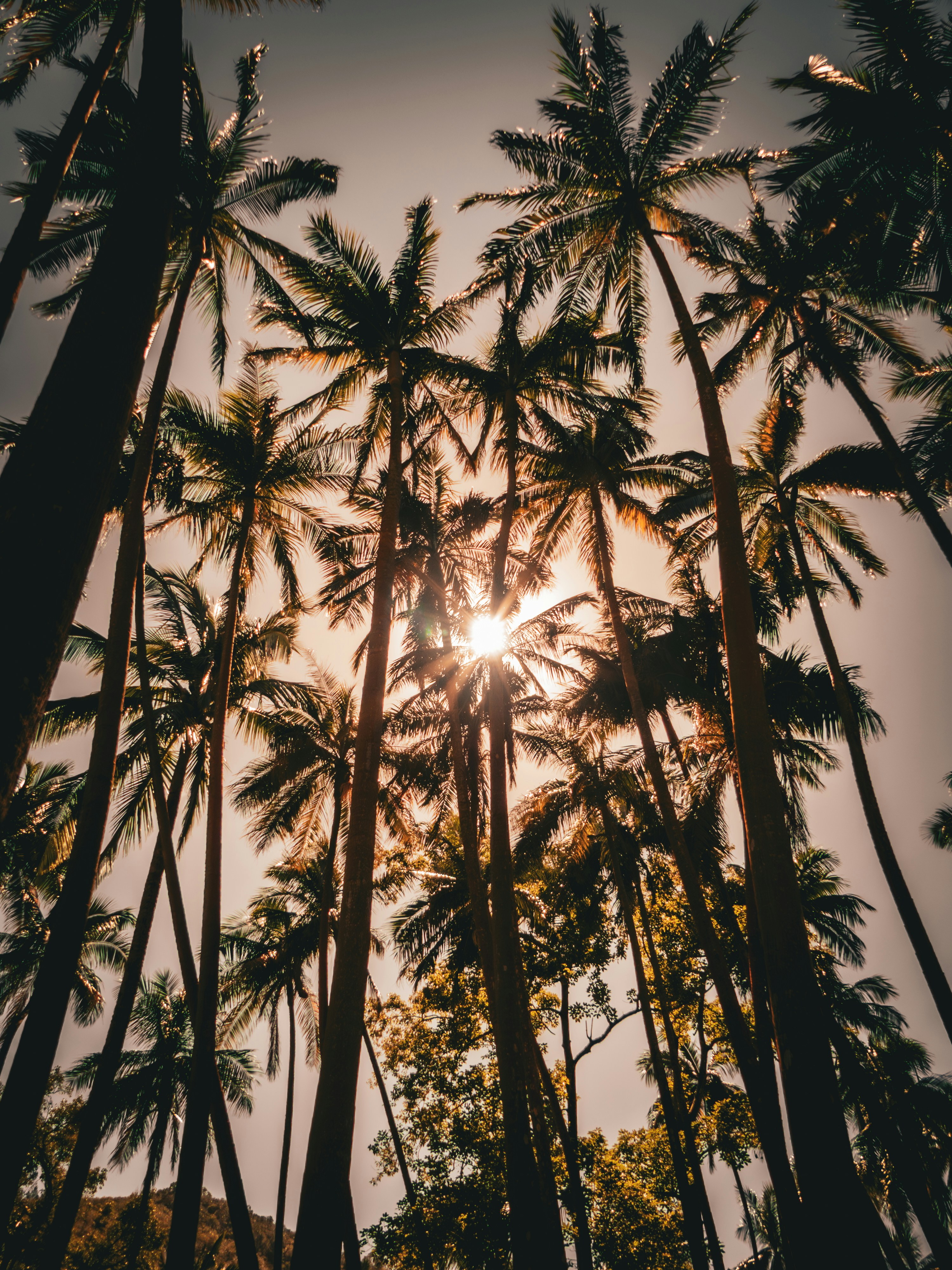 Palms