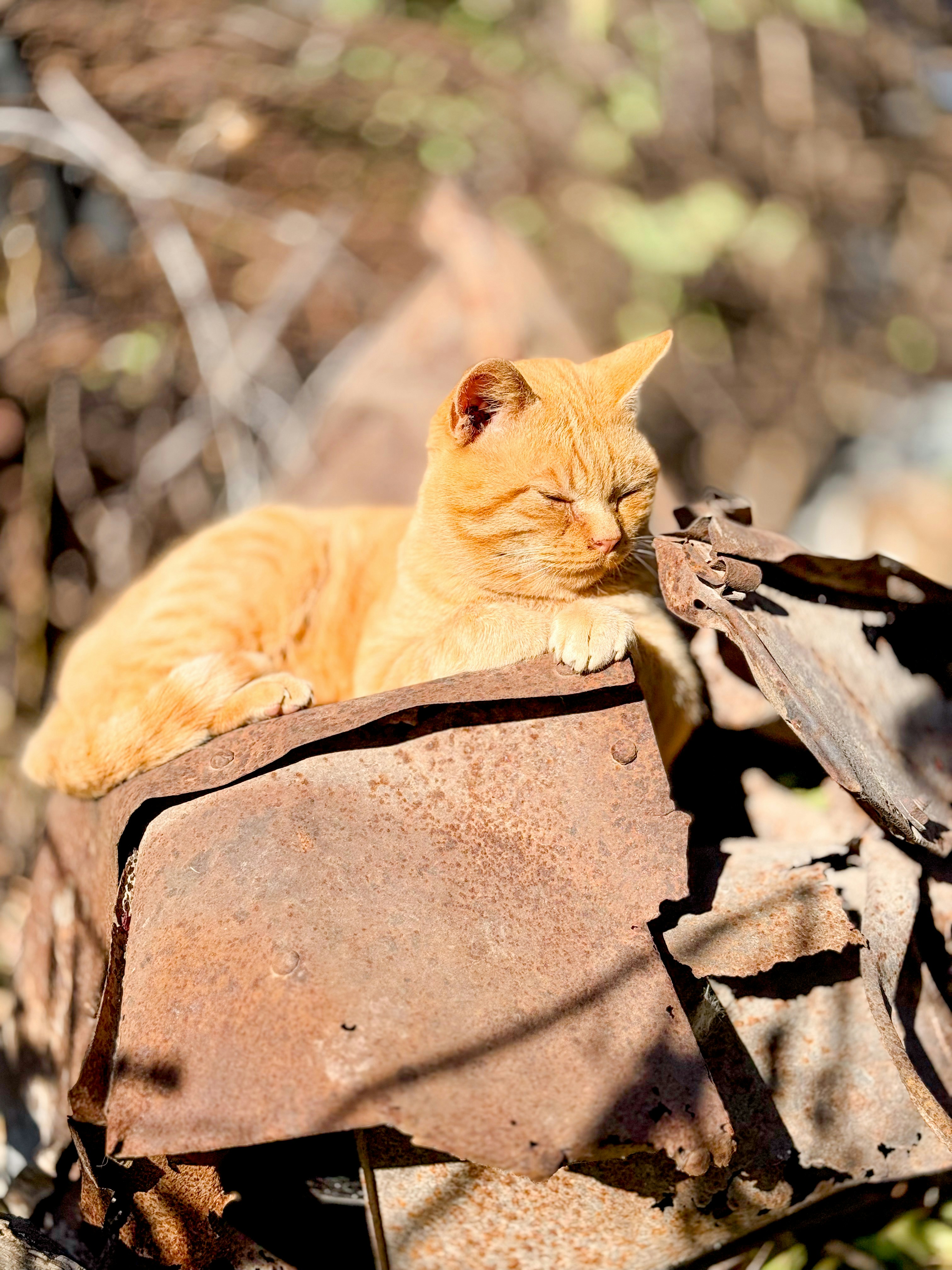 Orange domestic short hair cat.