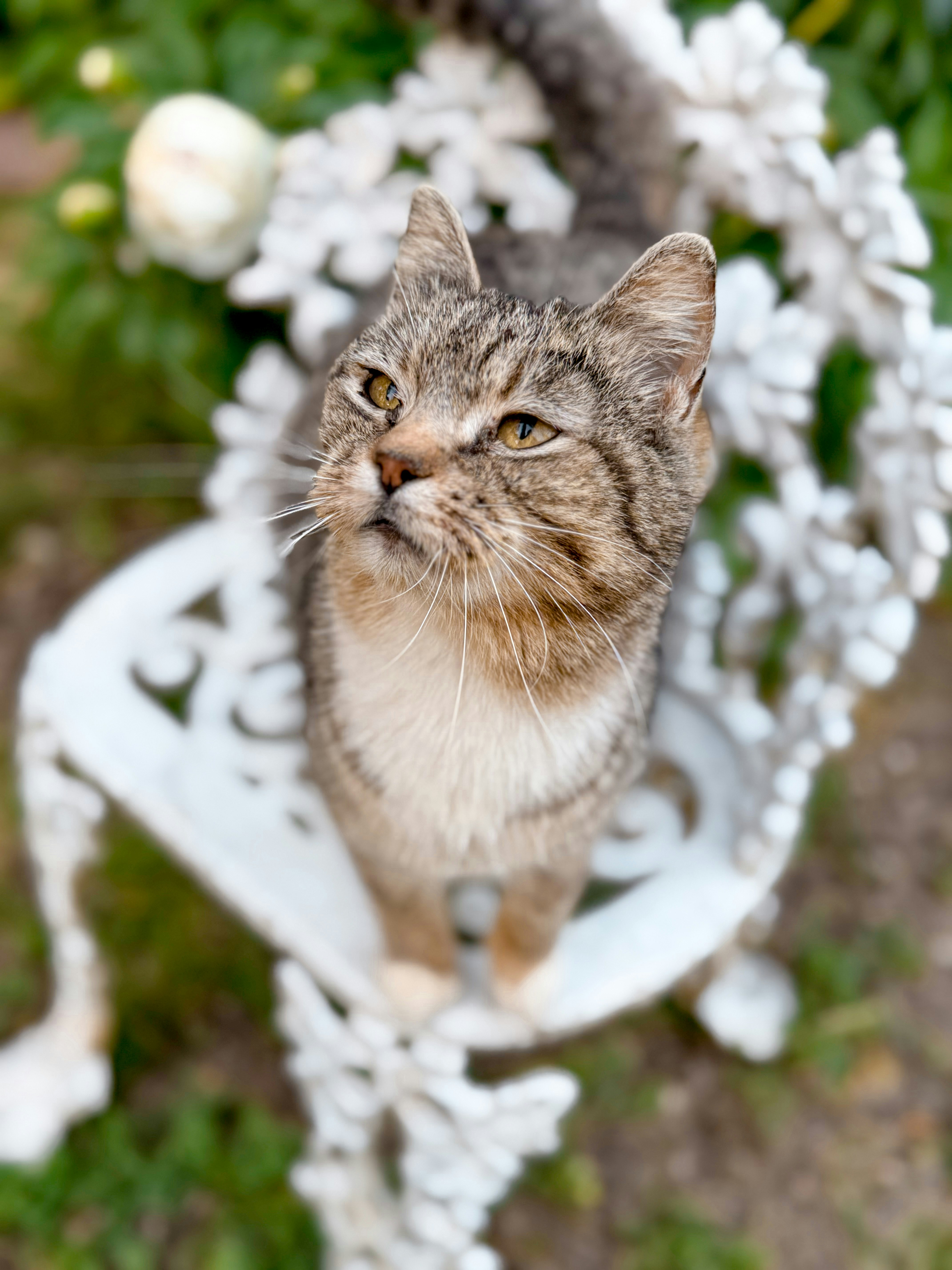 Whiskered Sentinel on a White Garden Swing