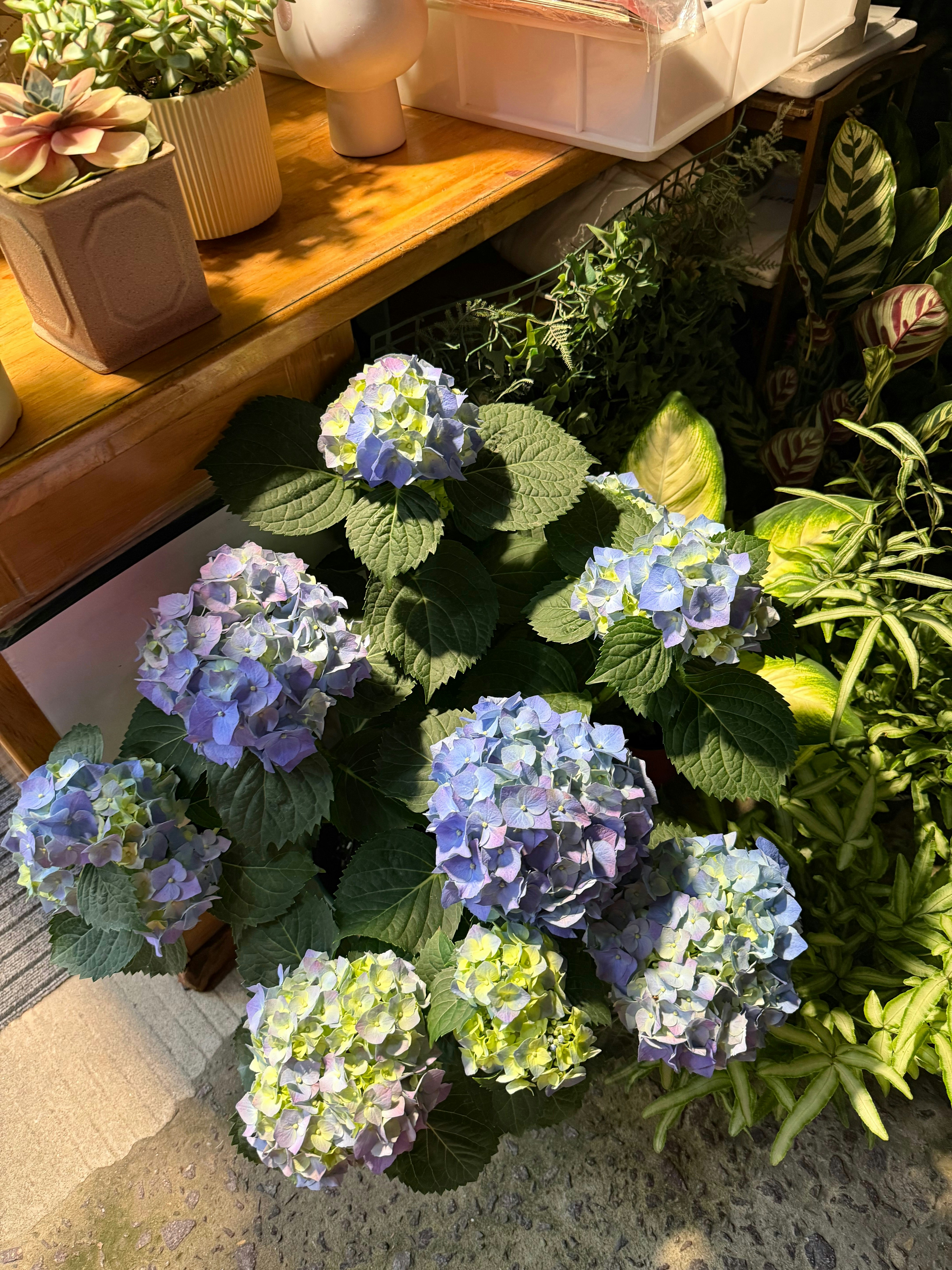 Blue Hydrangea Clusters Glow on a Warm Wooden Shelf