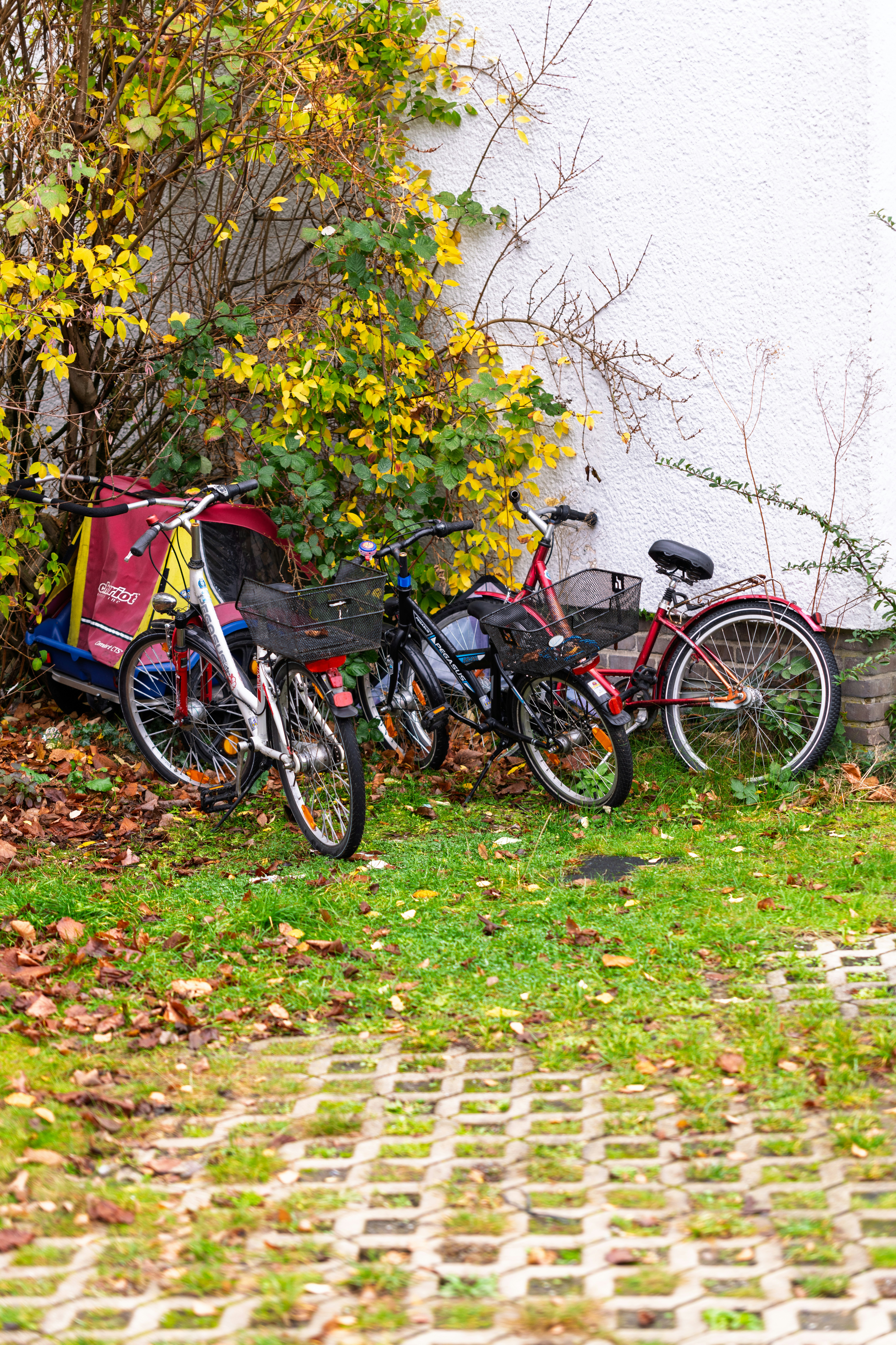 Autumn Bicycles Lean Against Ivy-Covered Wall