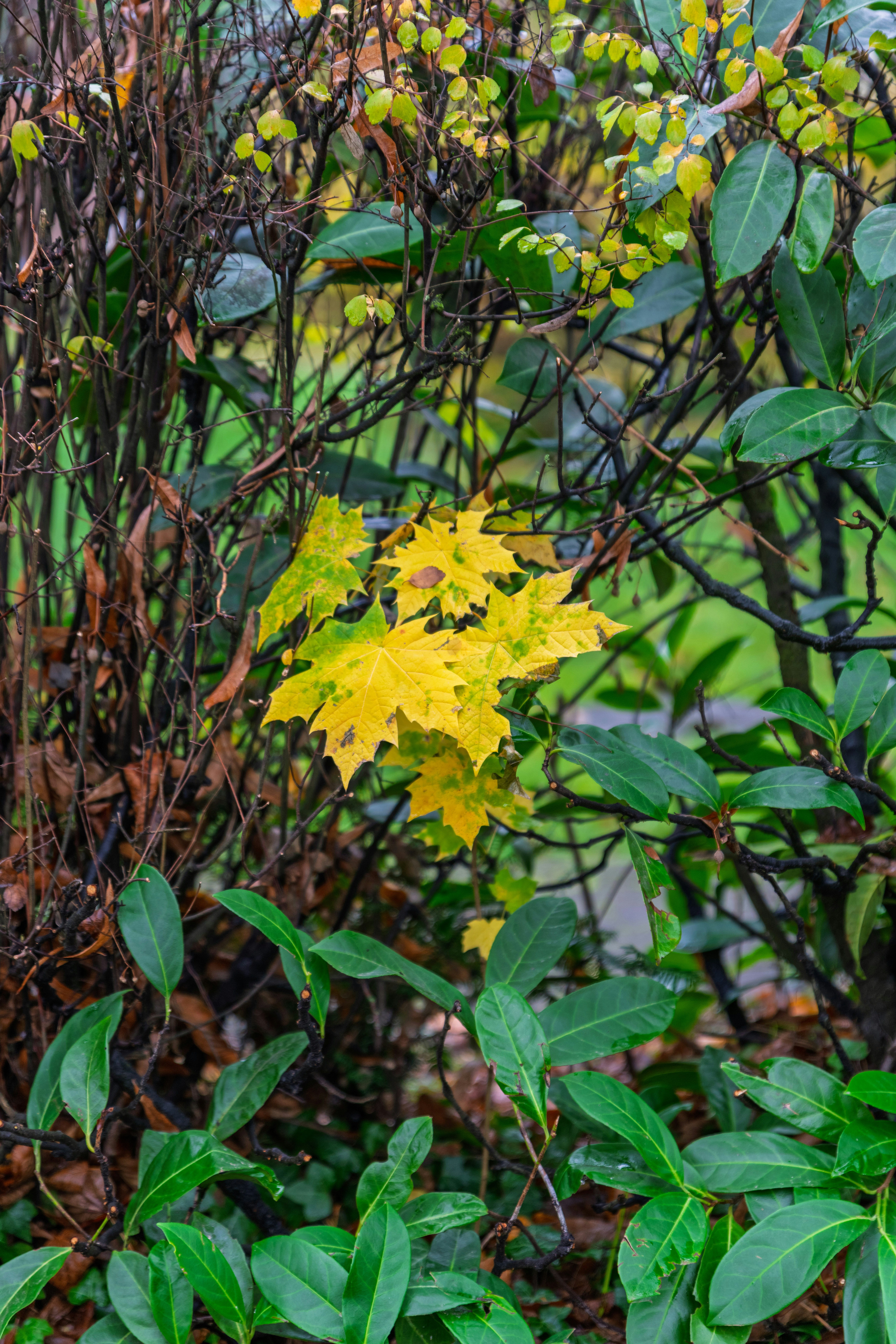 Golden Maple Crown in a Tangled Hedge