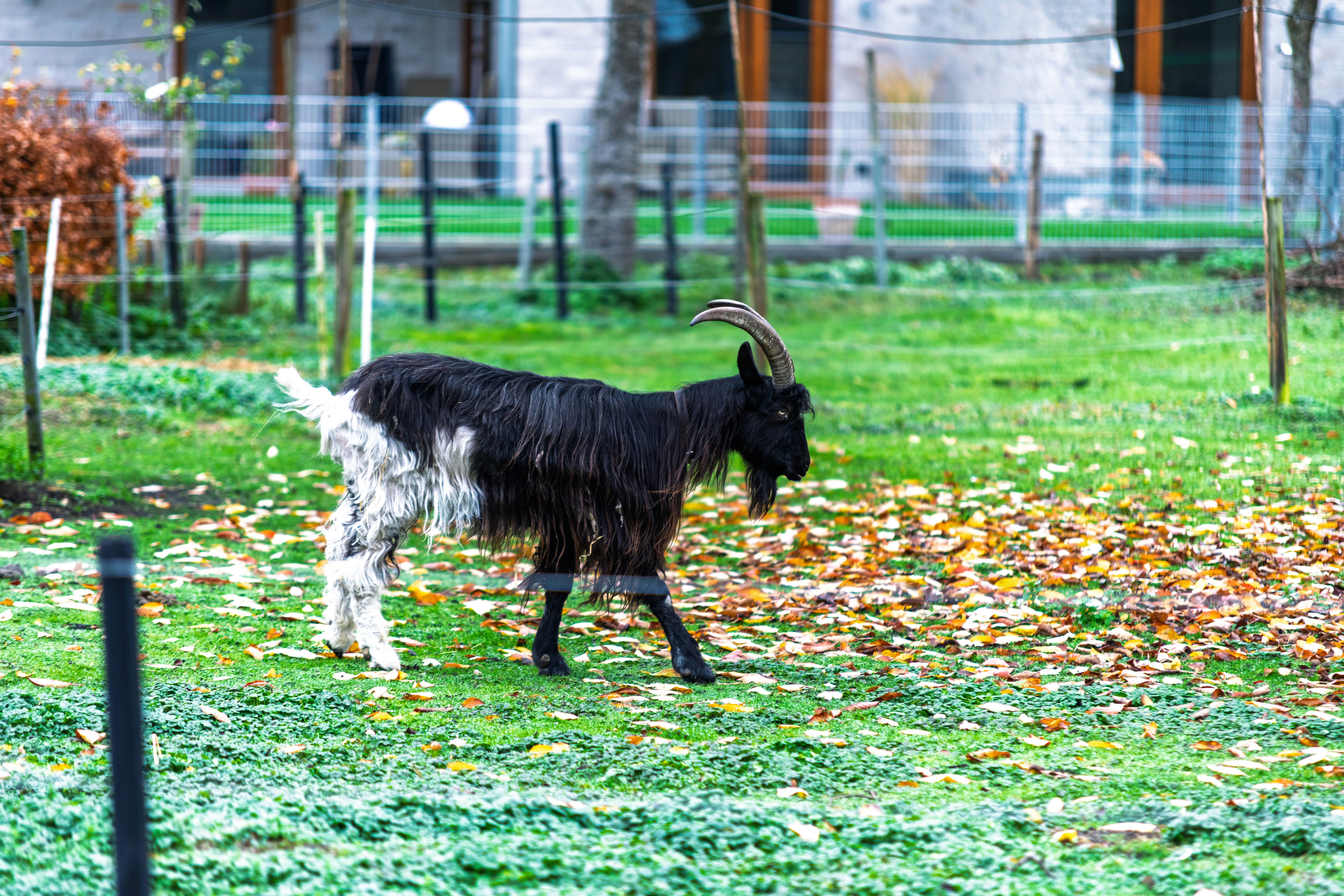 Two-Tone Goat Striding Through Autumn Leaves