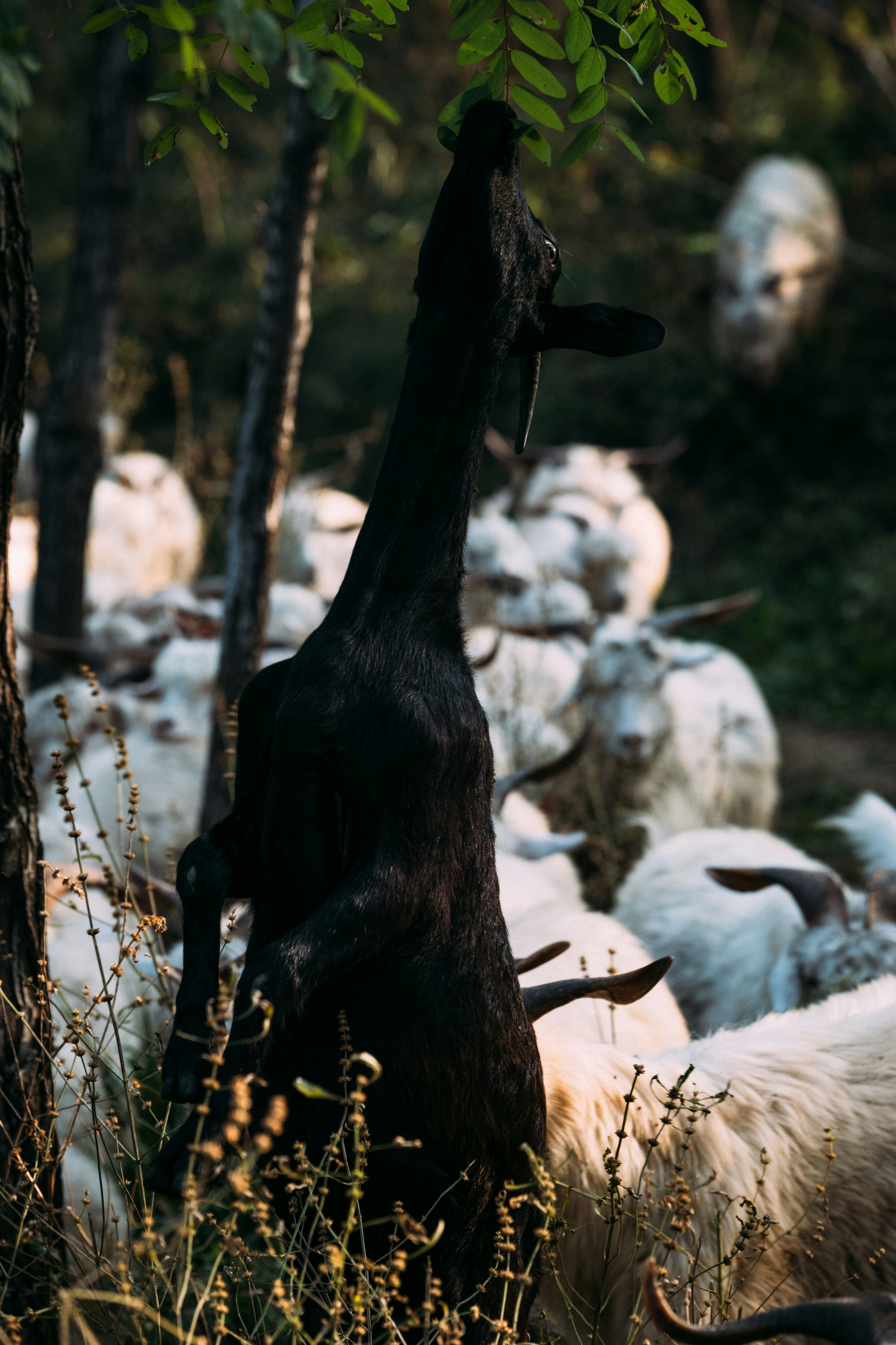 Lead in Dappled Light: A Black Goat Among the White Flock