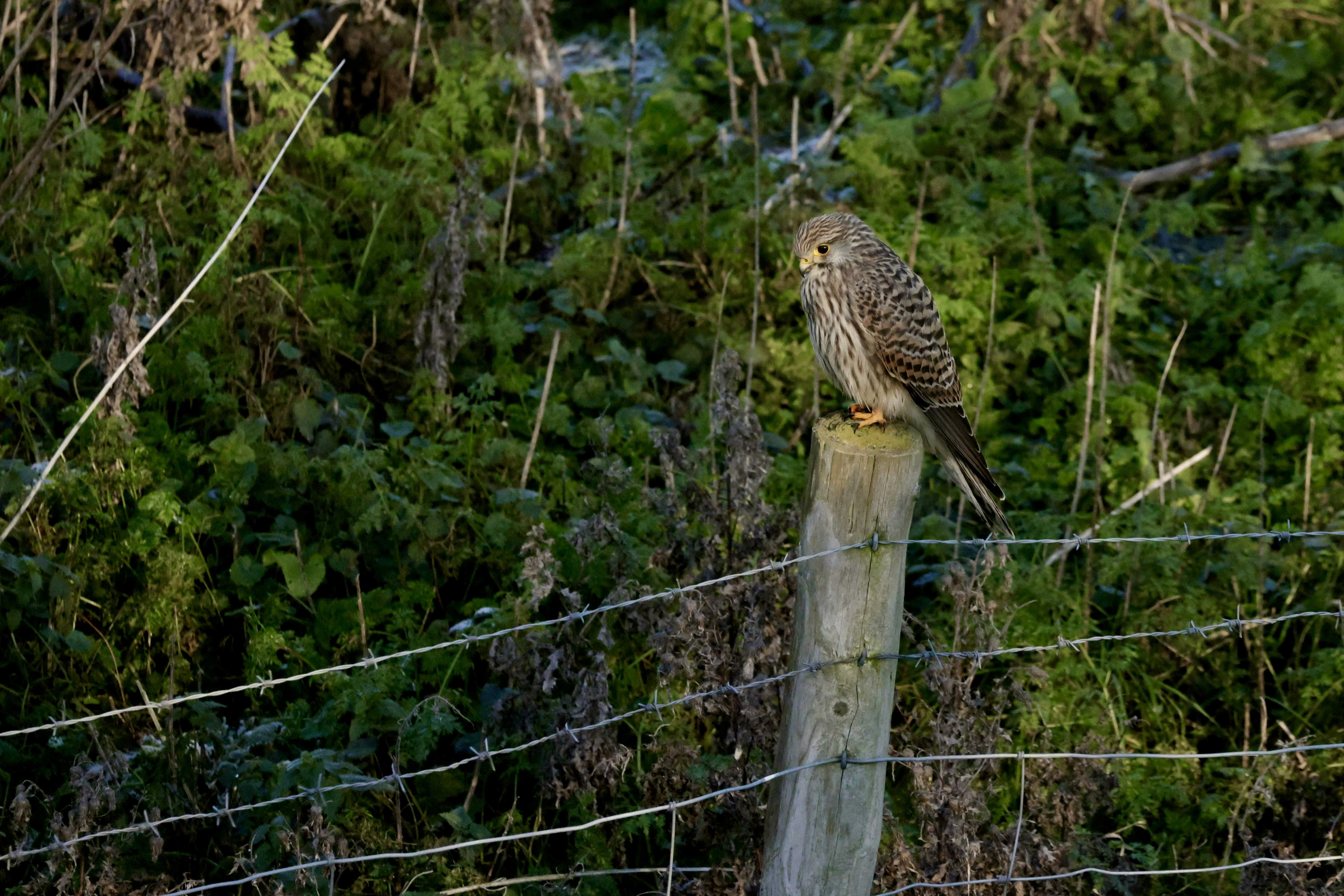 Photo by James Wainscoat with Canon EOS R5