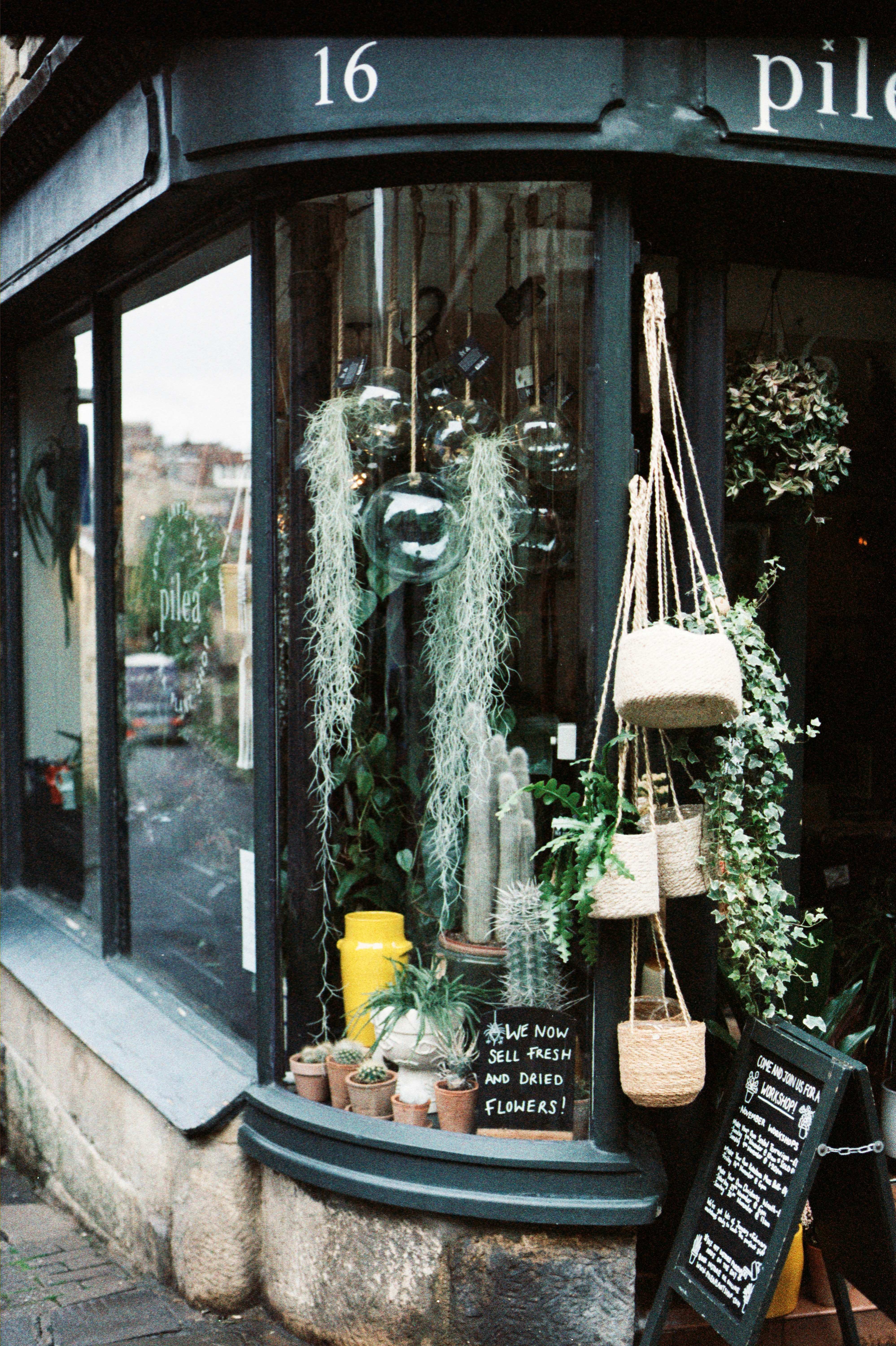 Moss Curtains and Hanging Baskets in a Corner Florist Window