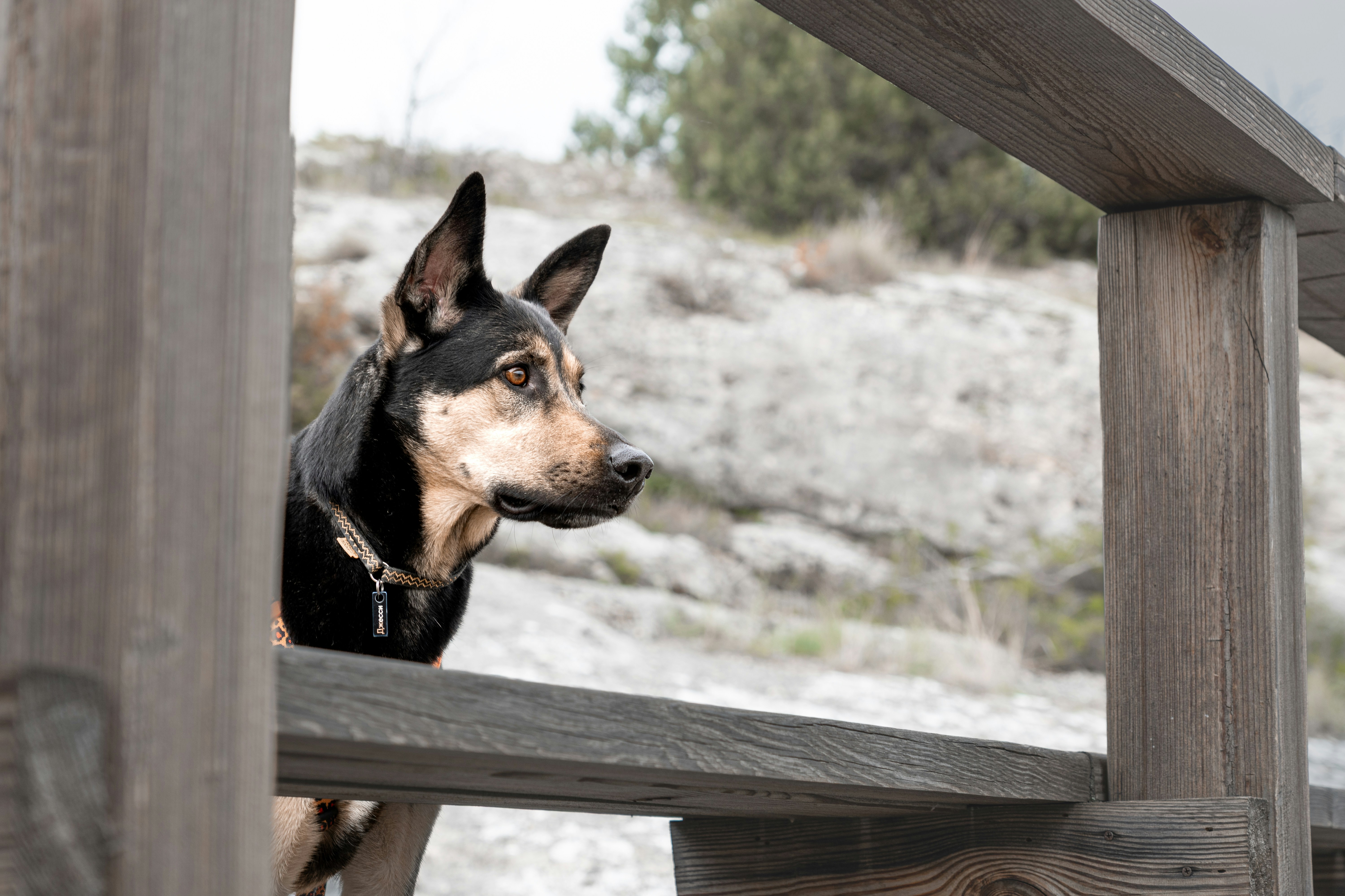 Curious Hound Peering Through Weathered Rails