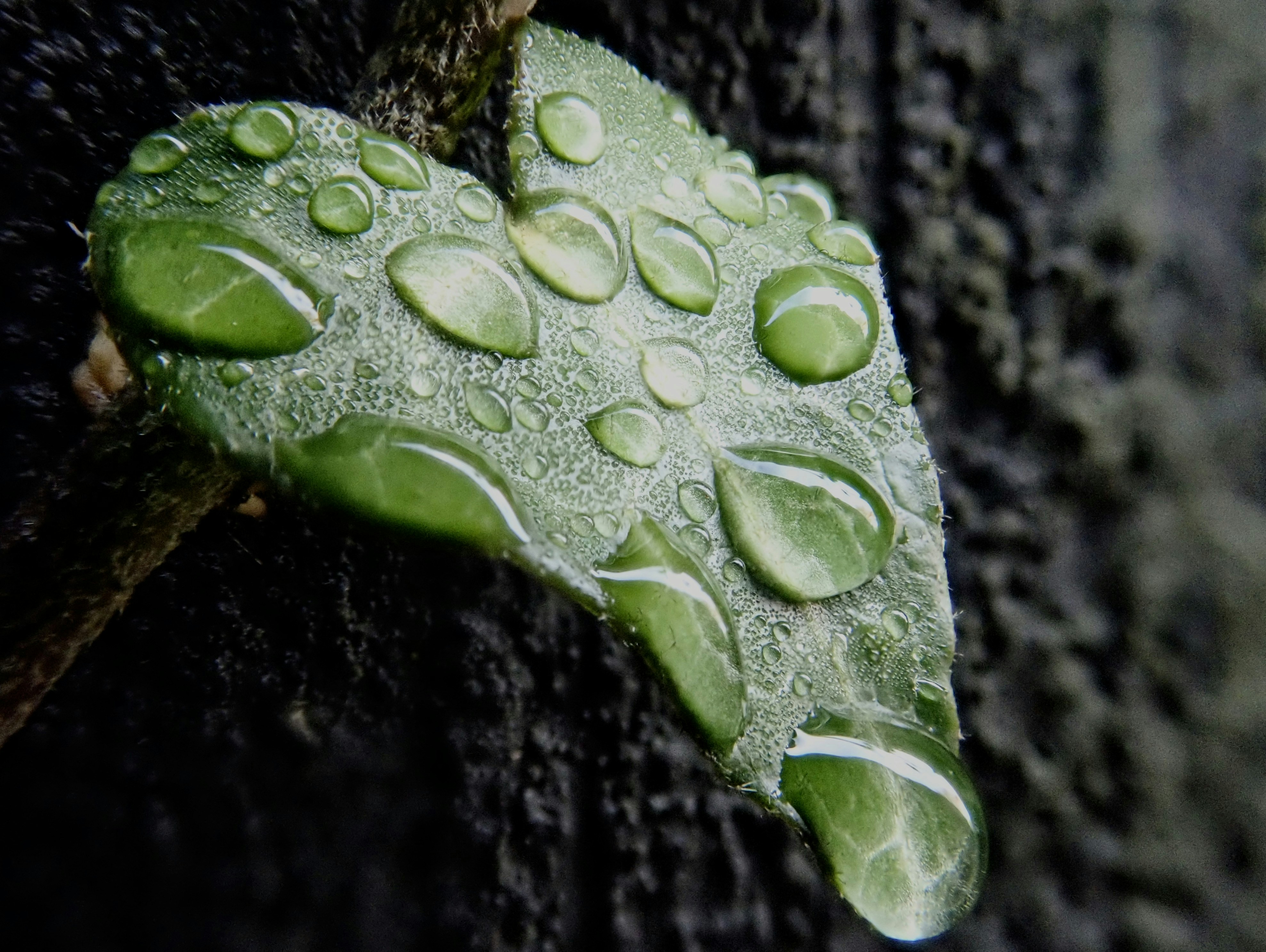 Dew-Glazed Leaf Anchored to a Shadowed Stone
