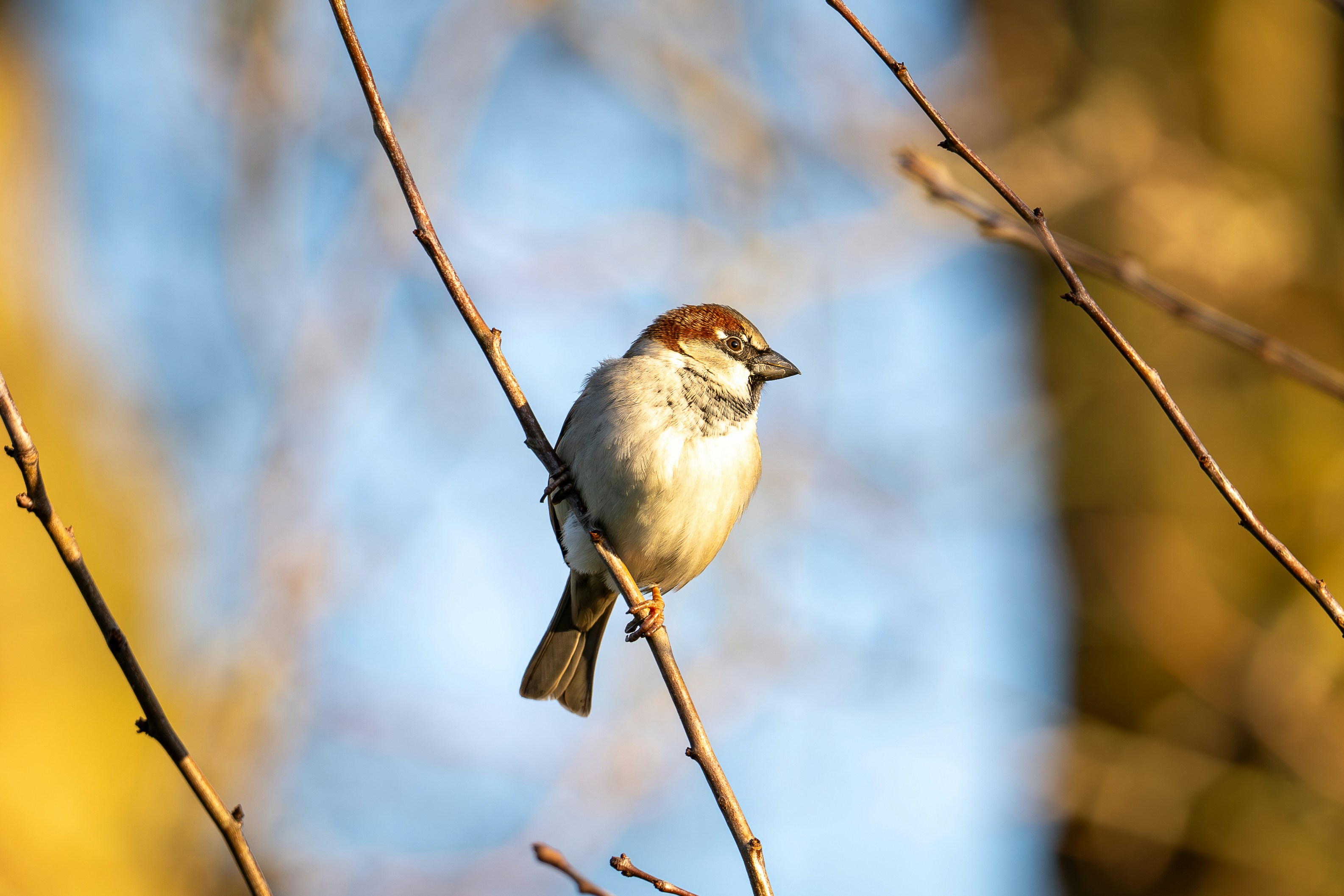 Sparrow on a branch
