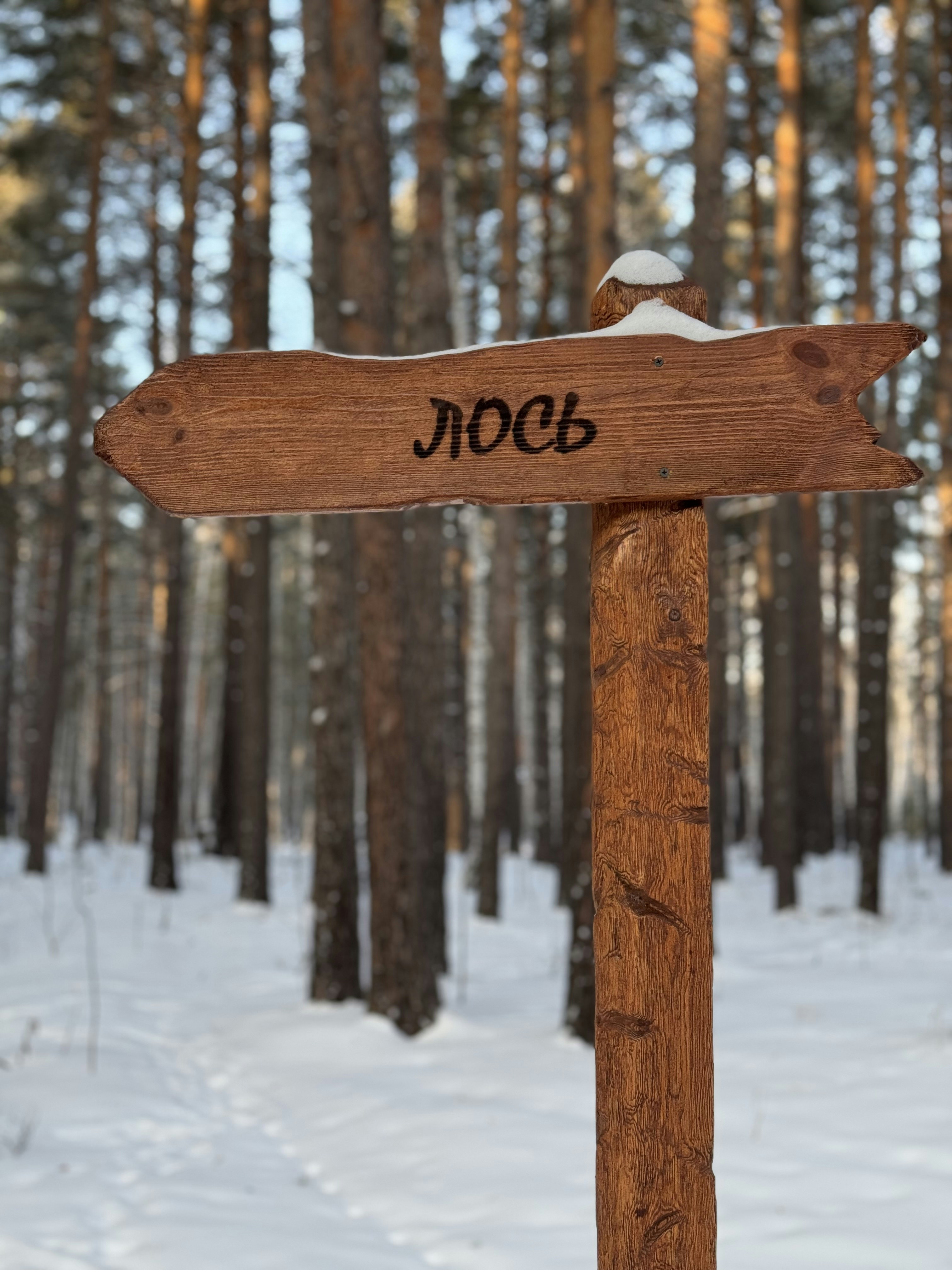 Moose Signpost in a Snow-Covered Pine Forest