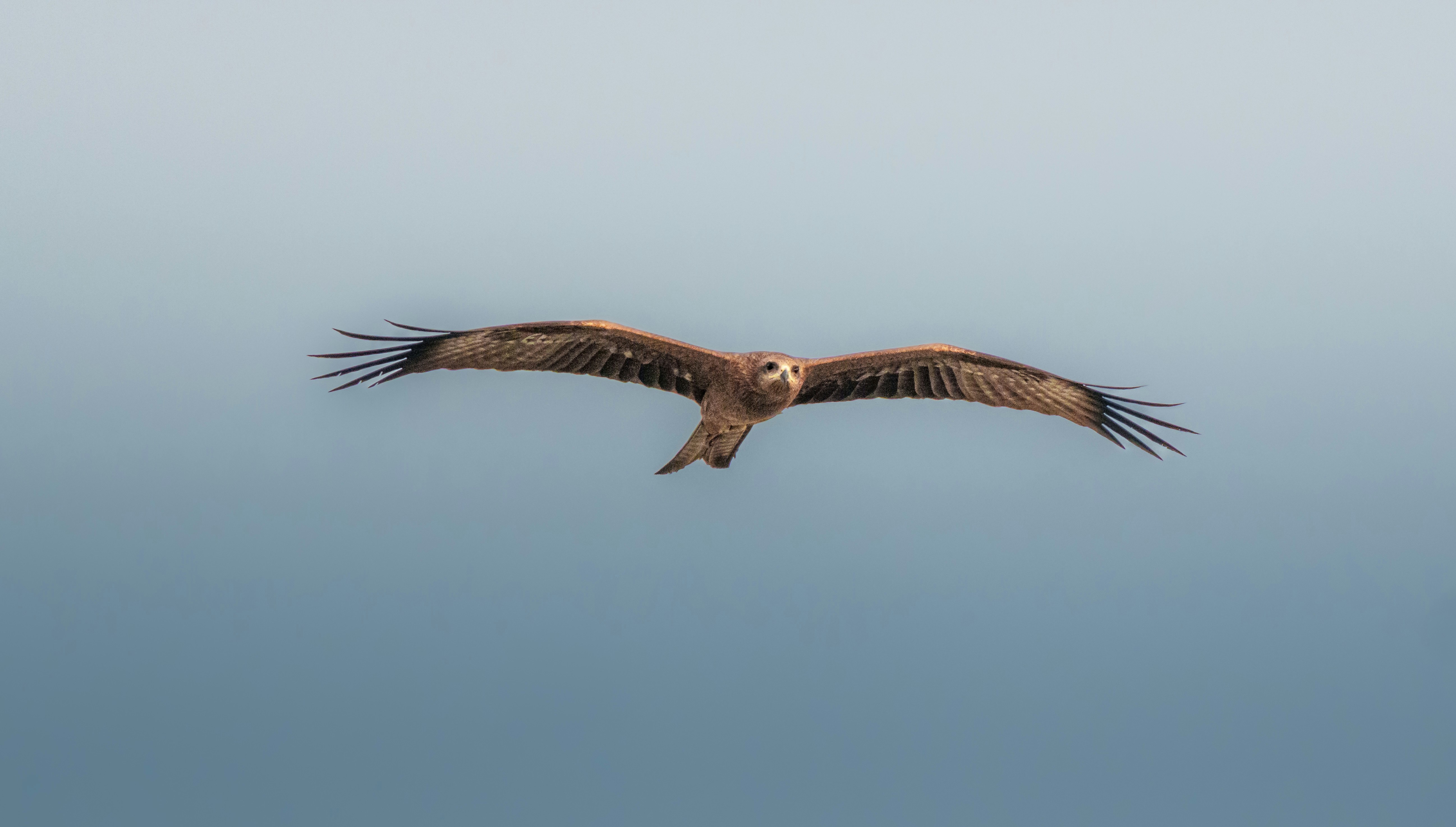 Midair Vigil: A Lone Raptor Glides Across a Gradient Sky