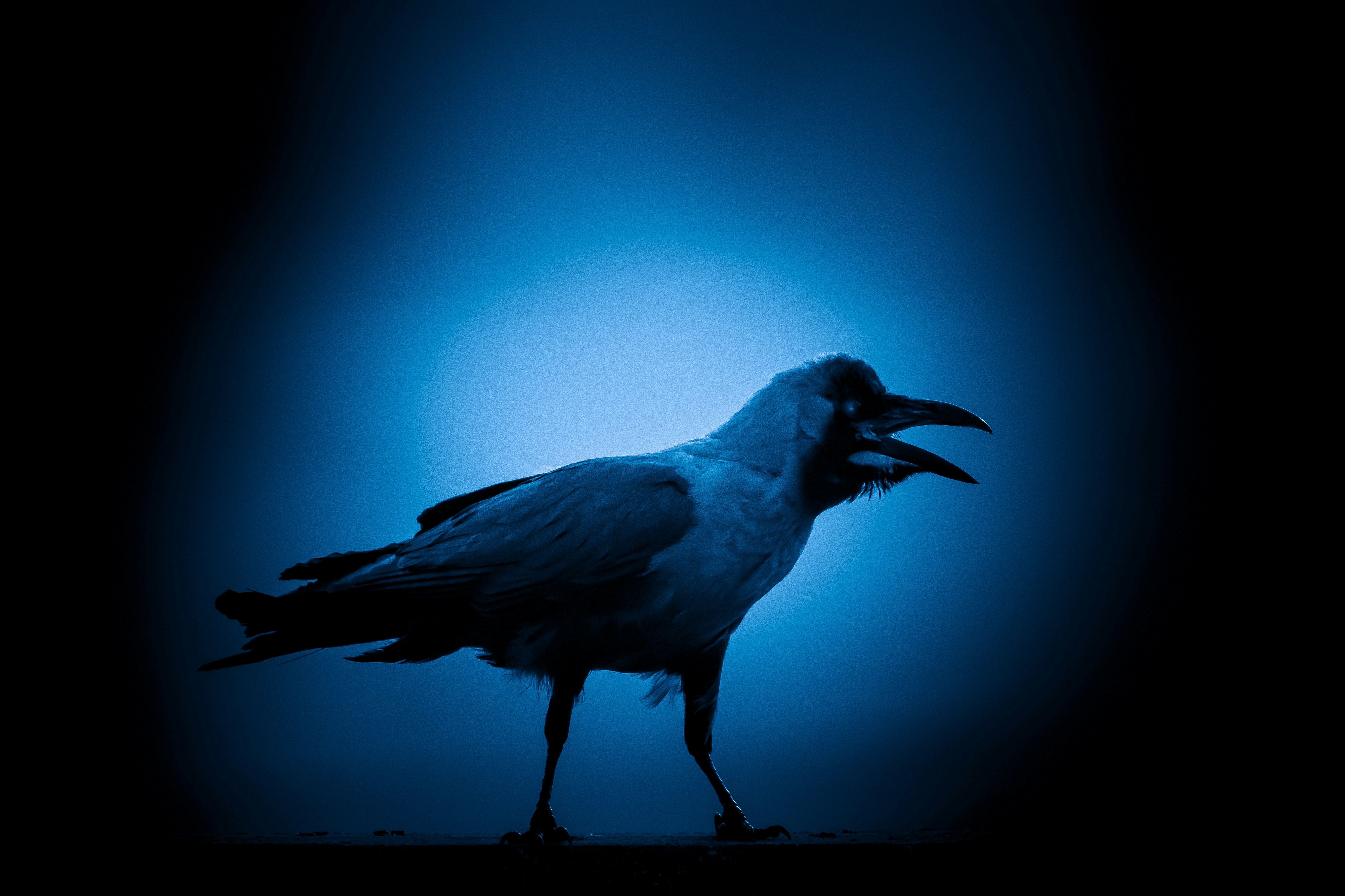Cyan Spotlight Crow: Beak Wide in a Quiet Night