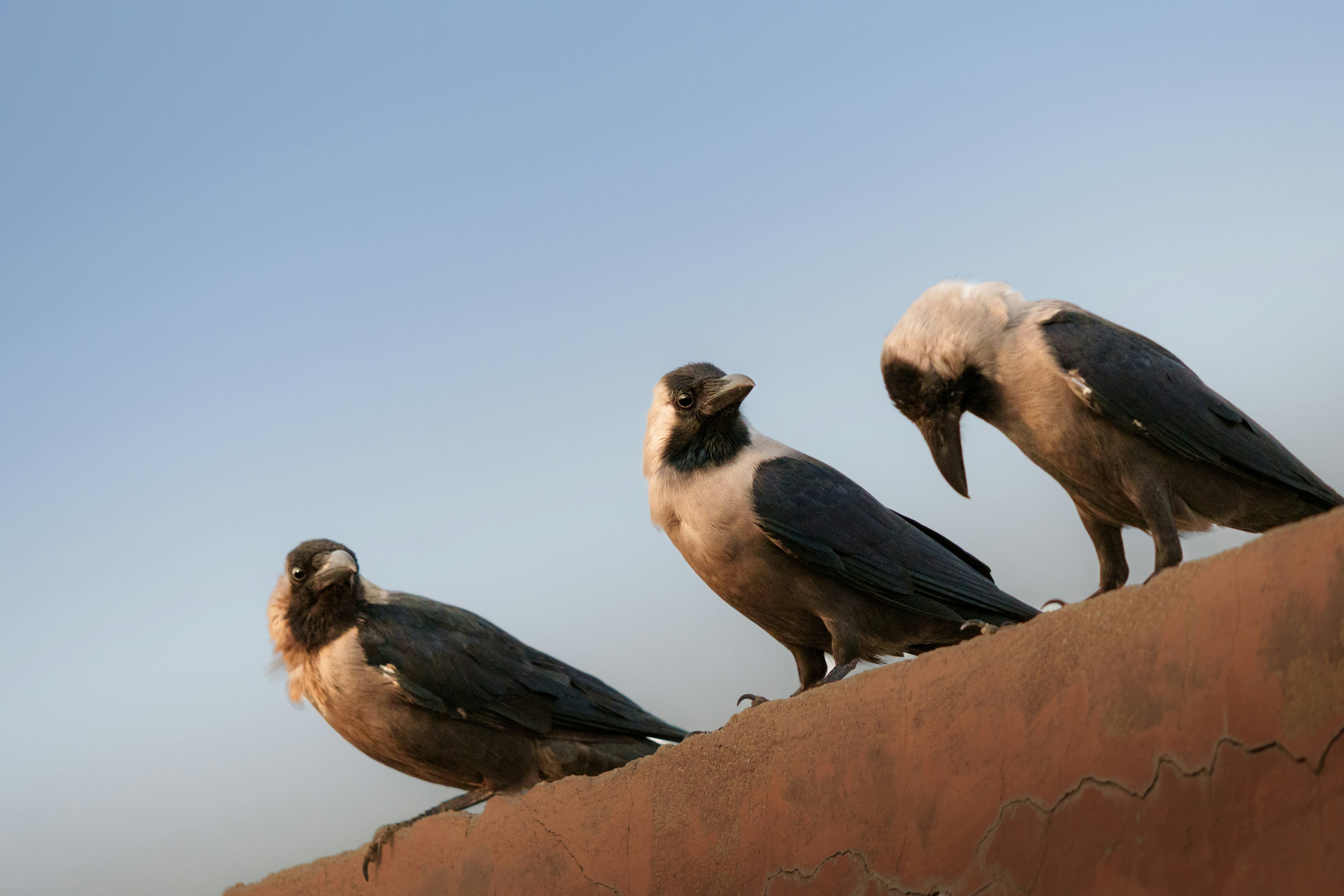 Three Ravens on a Sun-Warmed Wall