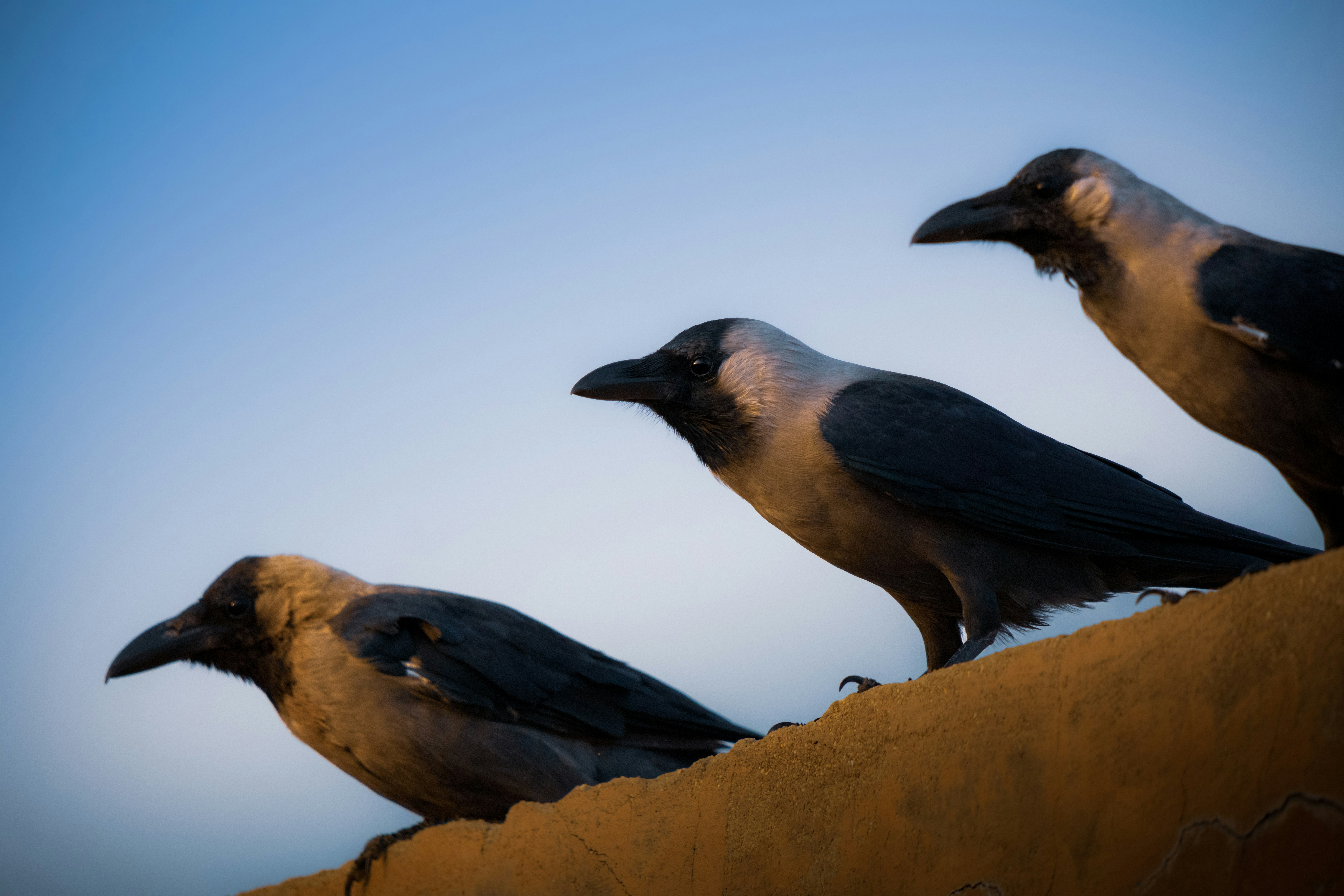 Trio of Ravens on a Sunlit Ledge Against a Cobalt Sky