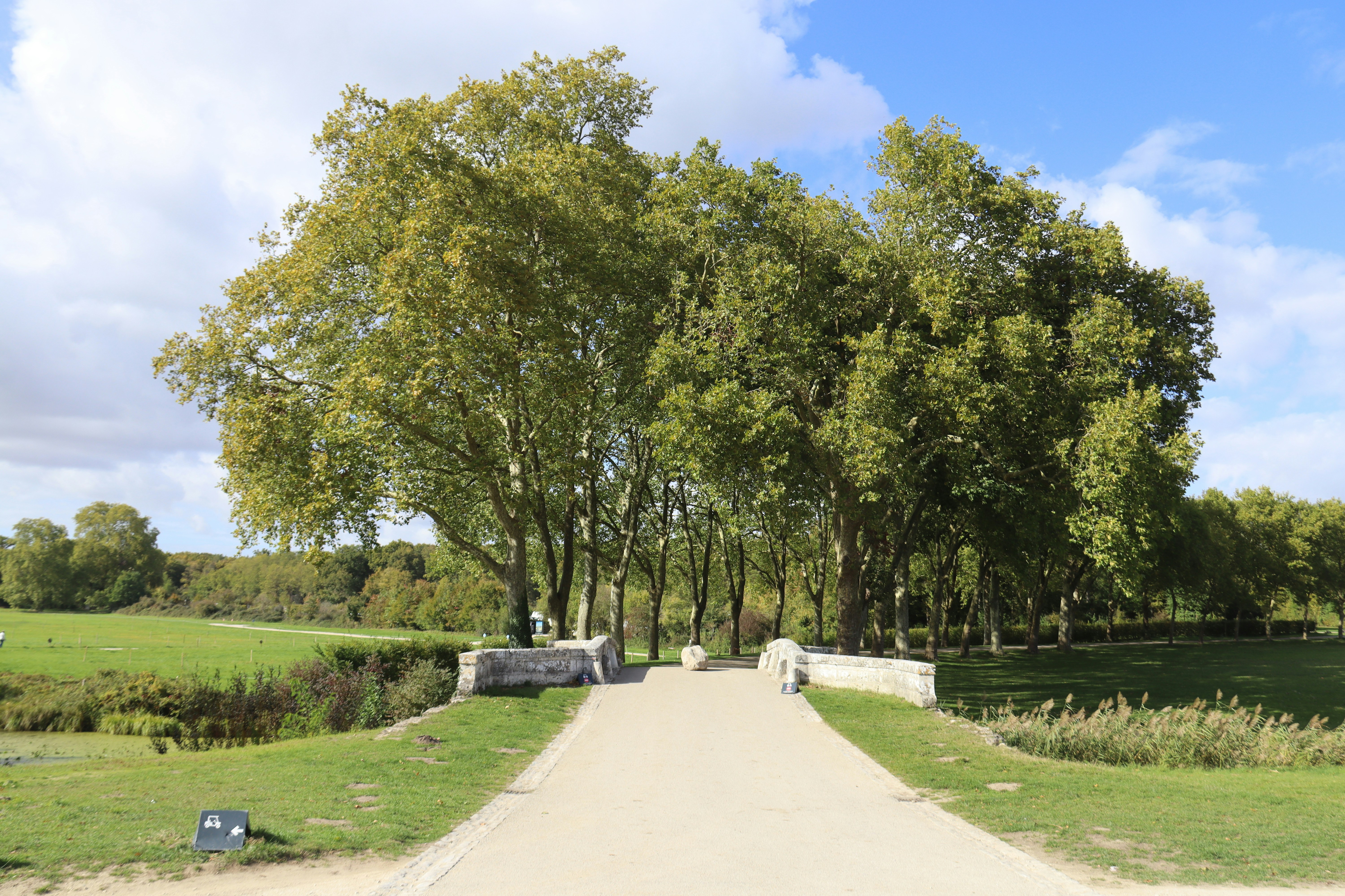 Stone-Bridge Convergence: A Sunlit Parkway Framed by Mature Trees