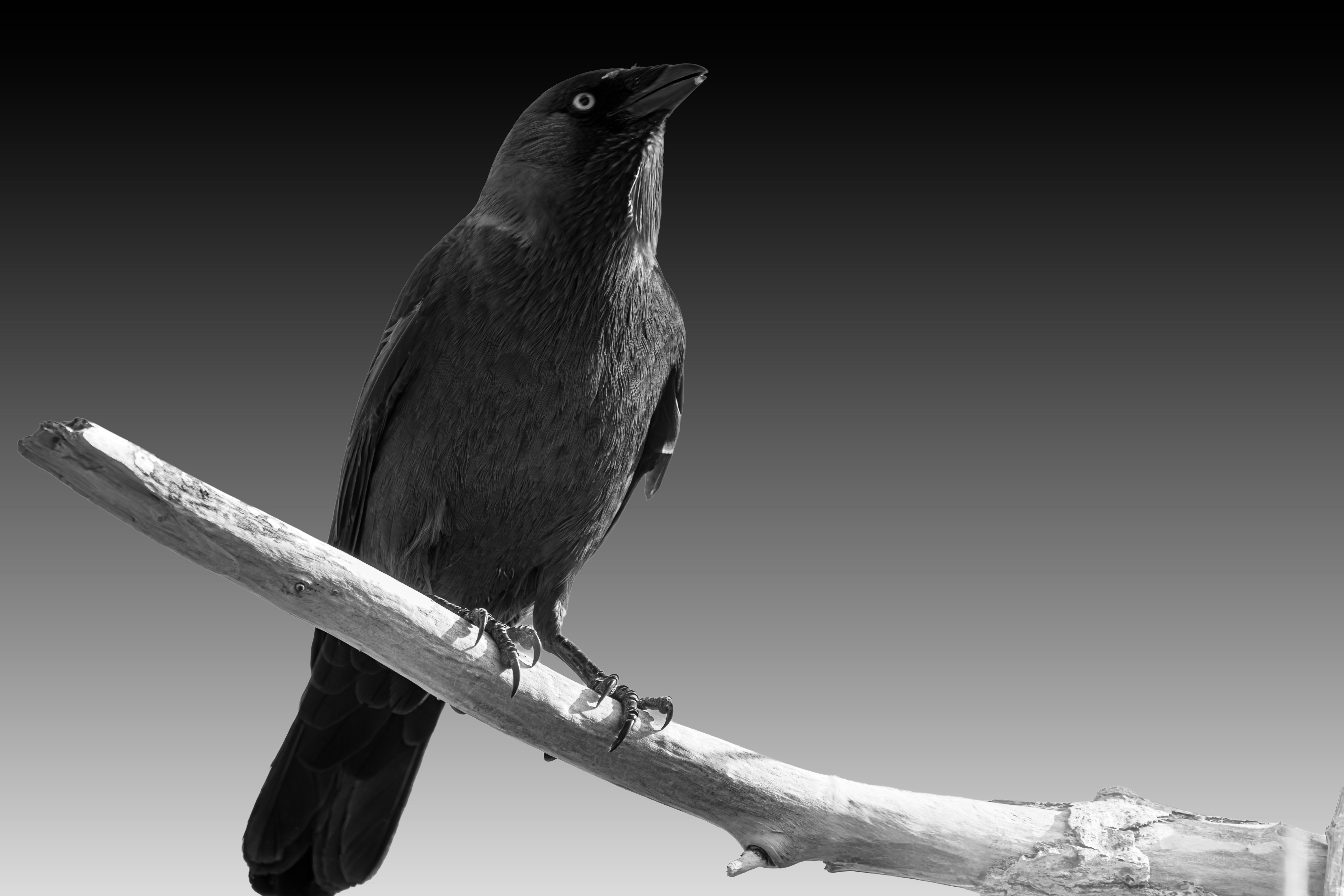 Noir Crow Perched on a Weathered Branch Beneath a Gradient Sky