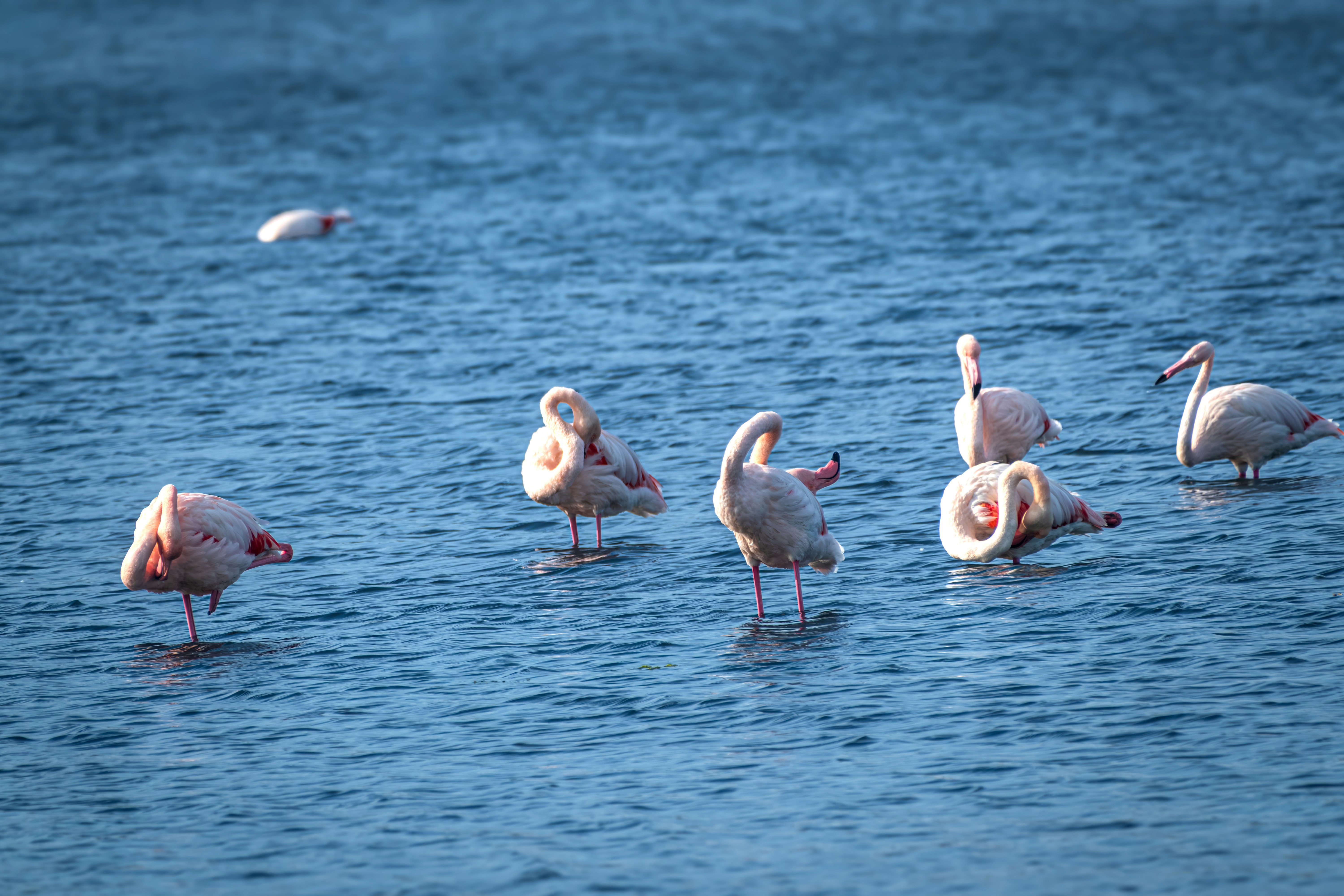 Azure Ripples and a Flock of Flamingos