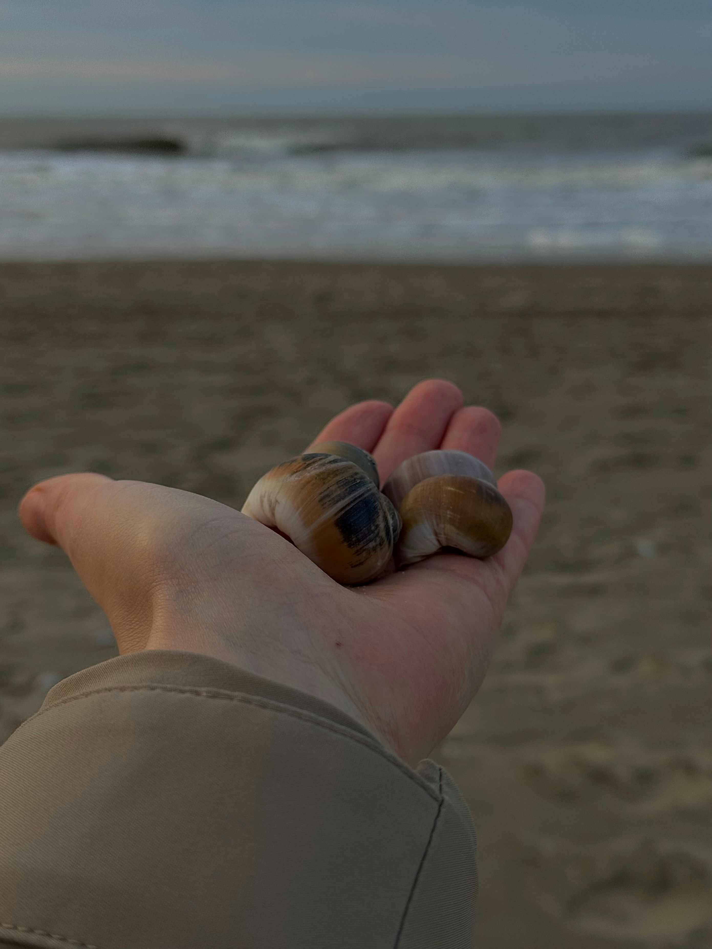 Coastal Treasures: Shells in a Quiet Hand at the Shore
