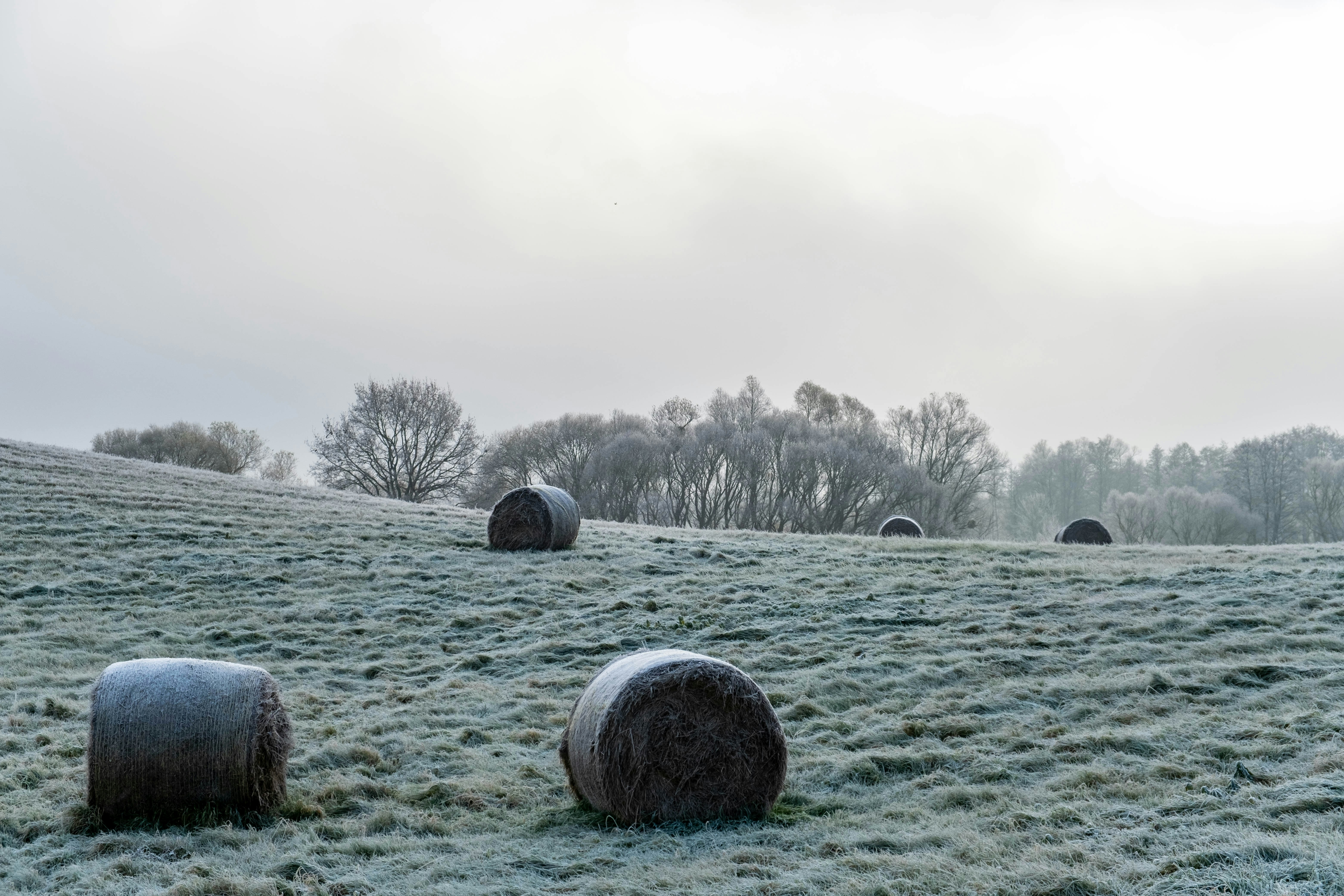 Frost-Kissed Hay Bales Under a Quiet, Overcast Morning