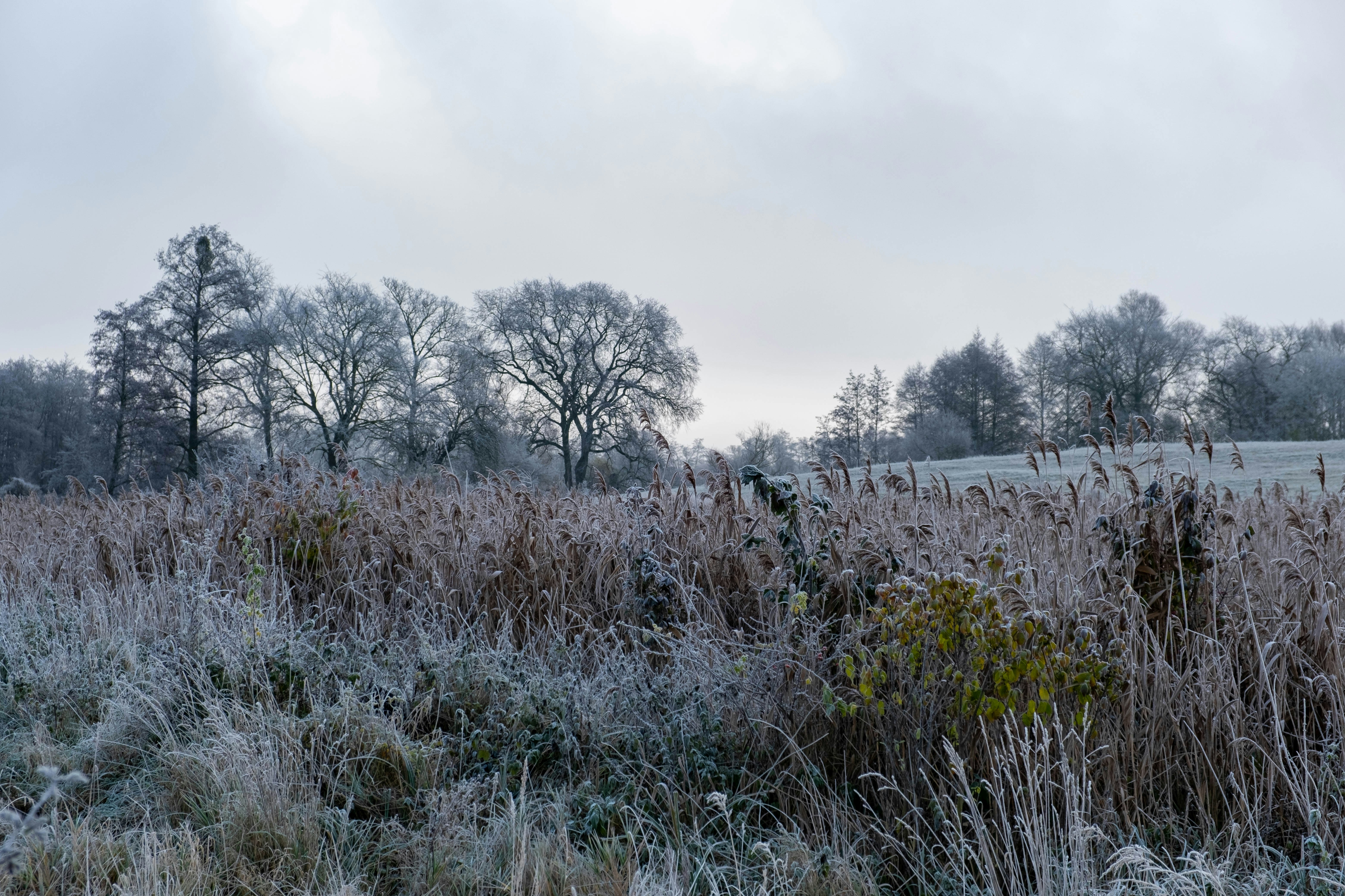 A frosty November morning in a field near Szczecin, Poland.