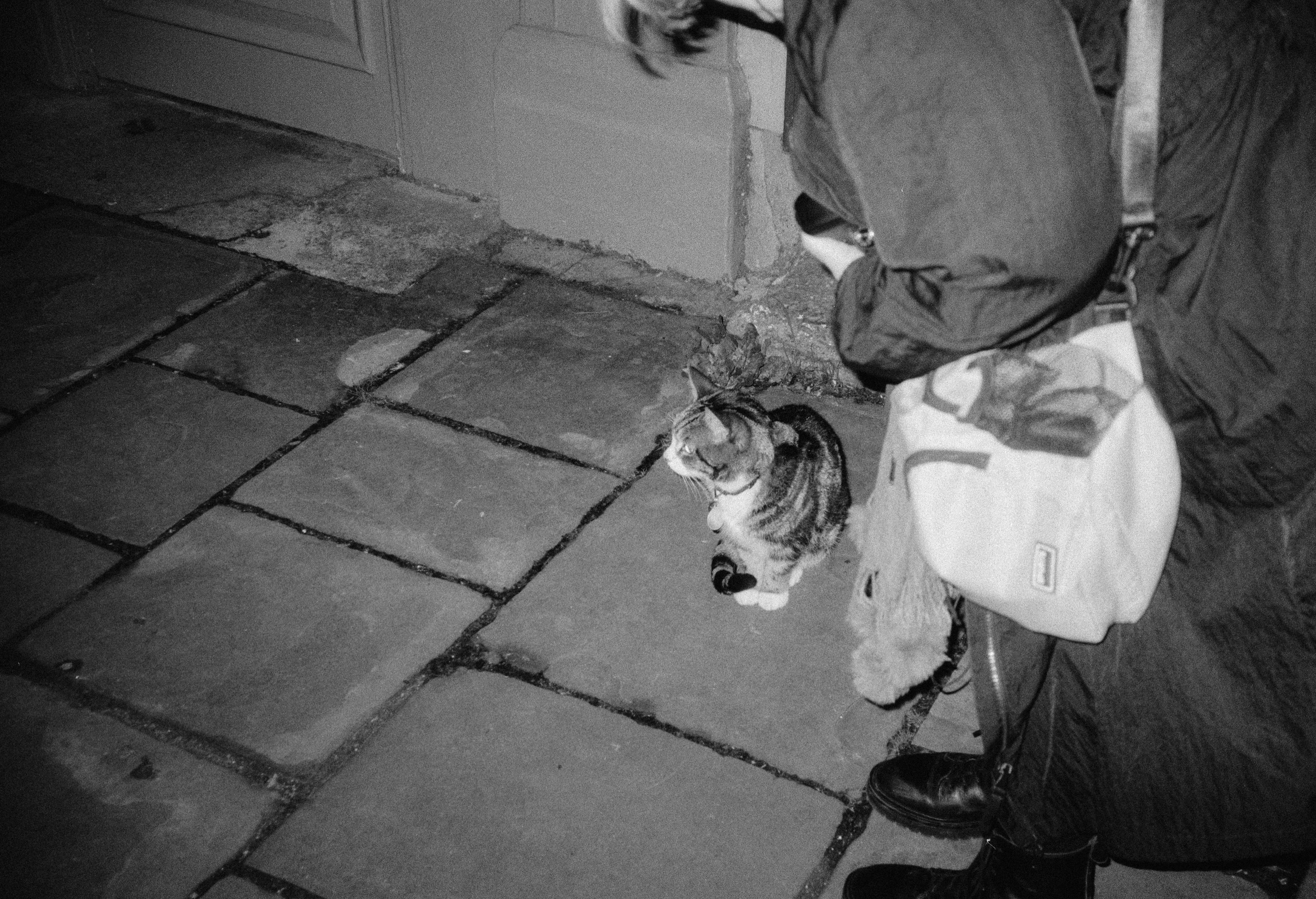 Grayscale Stroll: Cat and Companion Pause on Weathered Stone