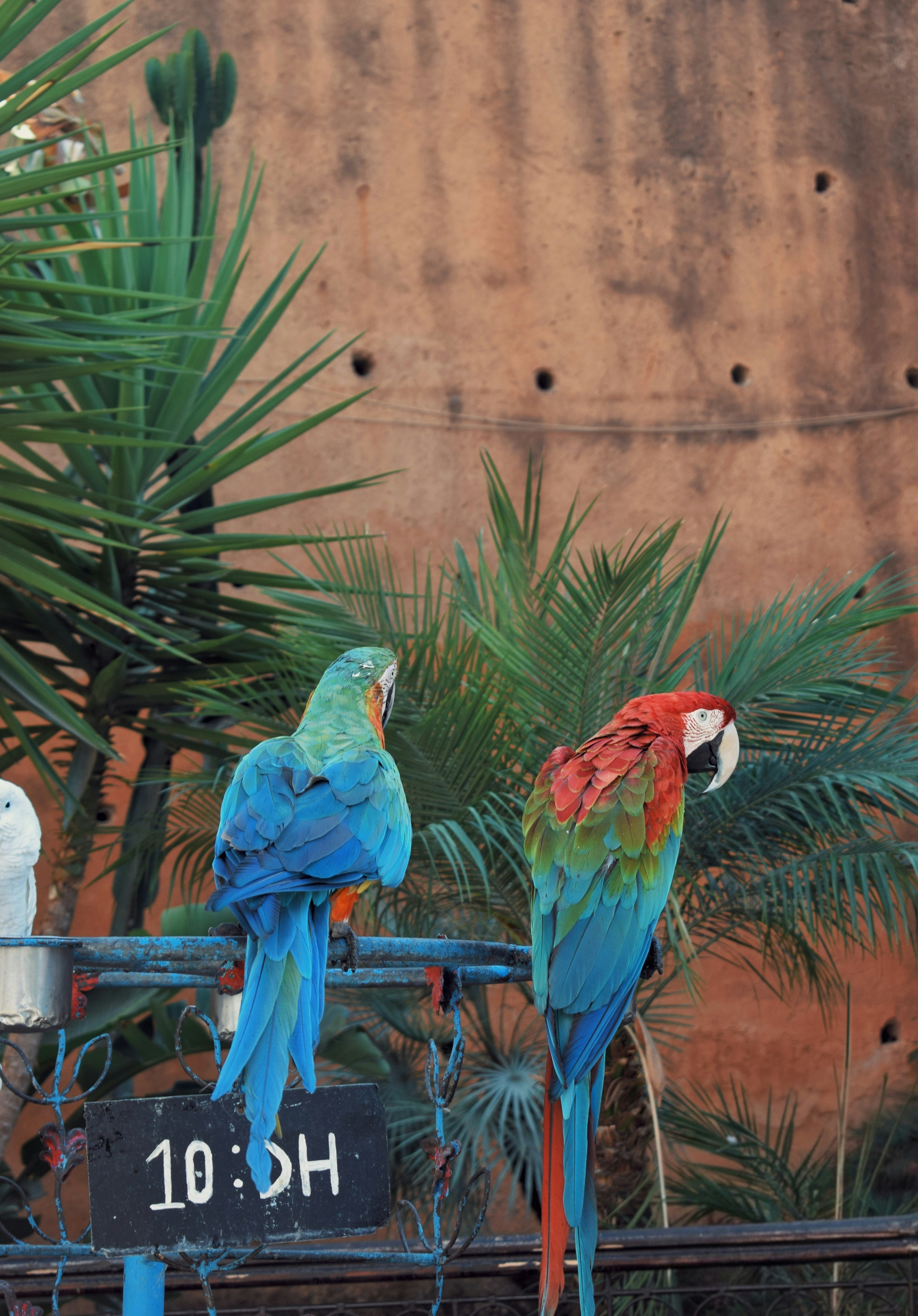 Two colorful parrots perched on a railing outdoors. photo – Free Animal ...