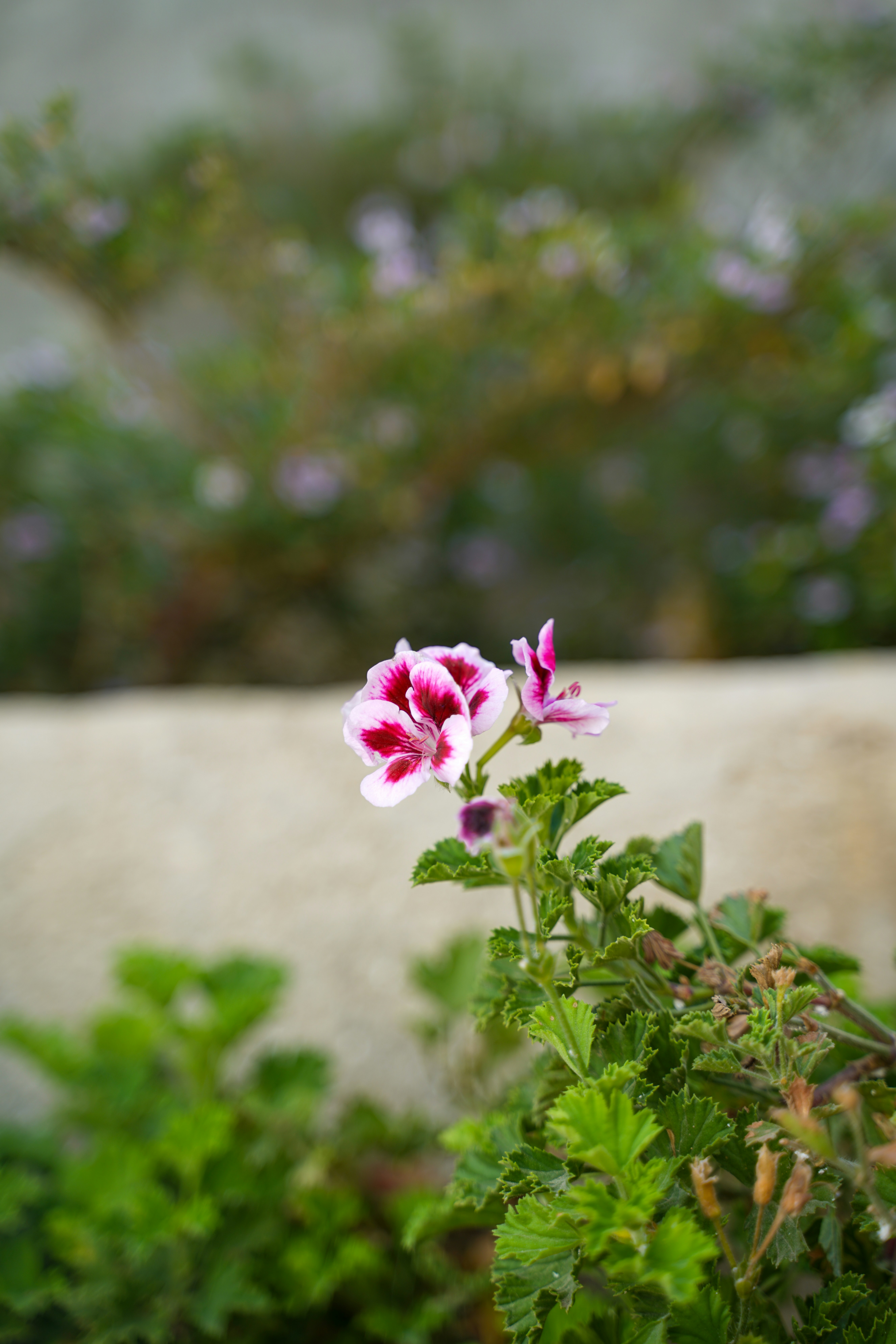 Petal Spotlight: Pink-White Geranium Reaches Through Velvet Garden Blur