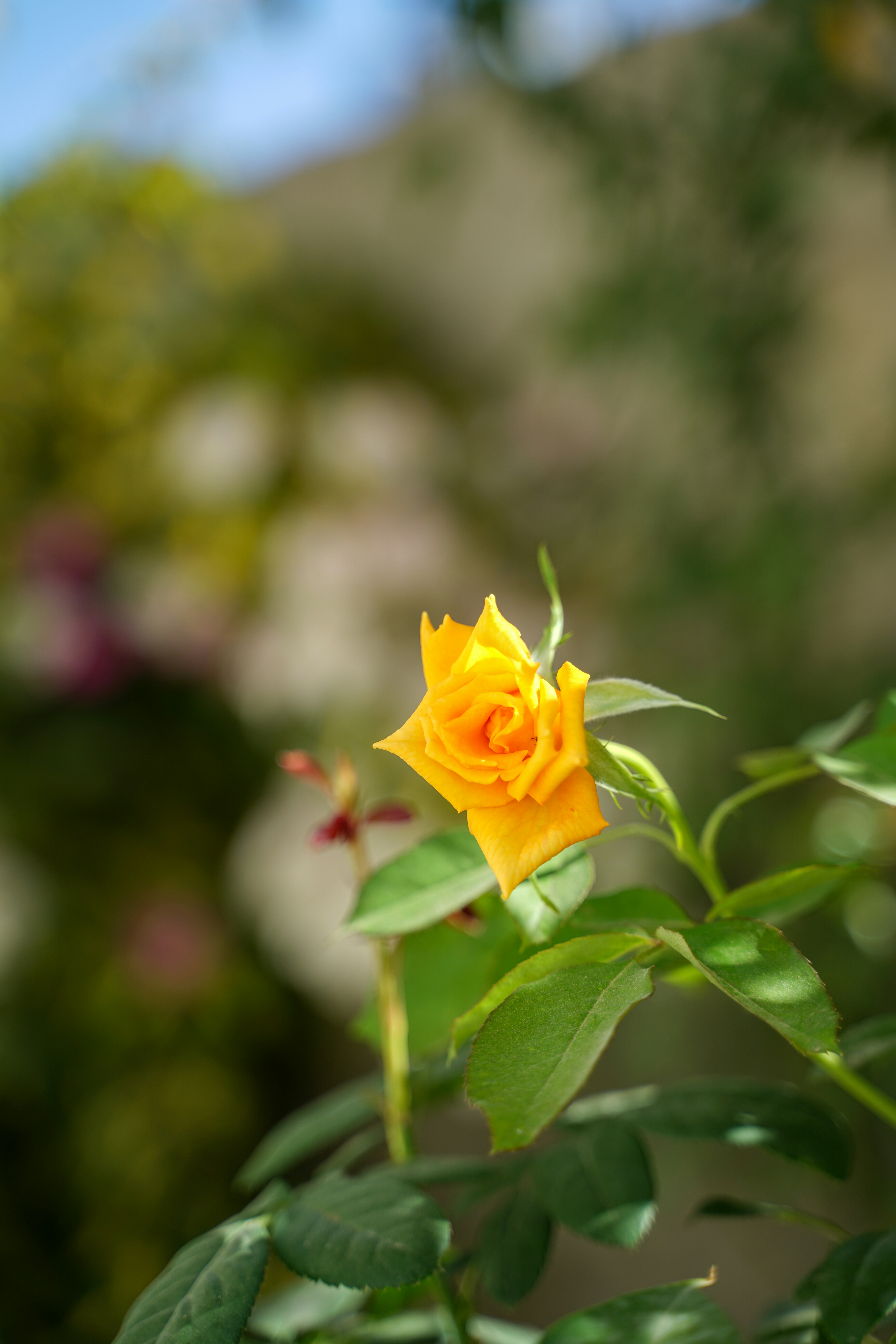 Photo by George 🦅 with Sony Alpha 7R II