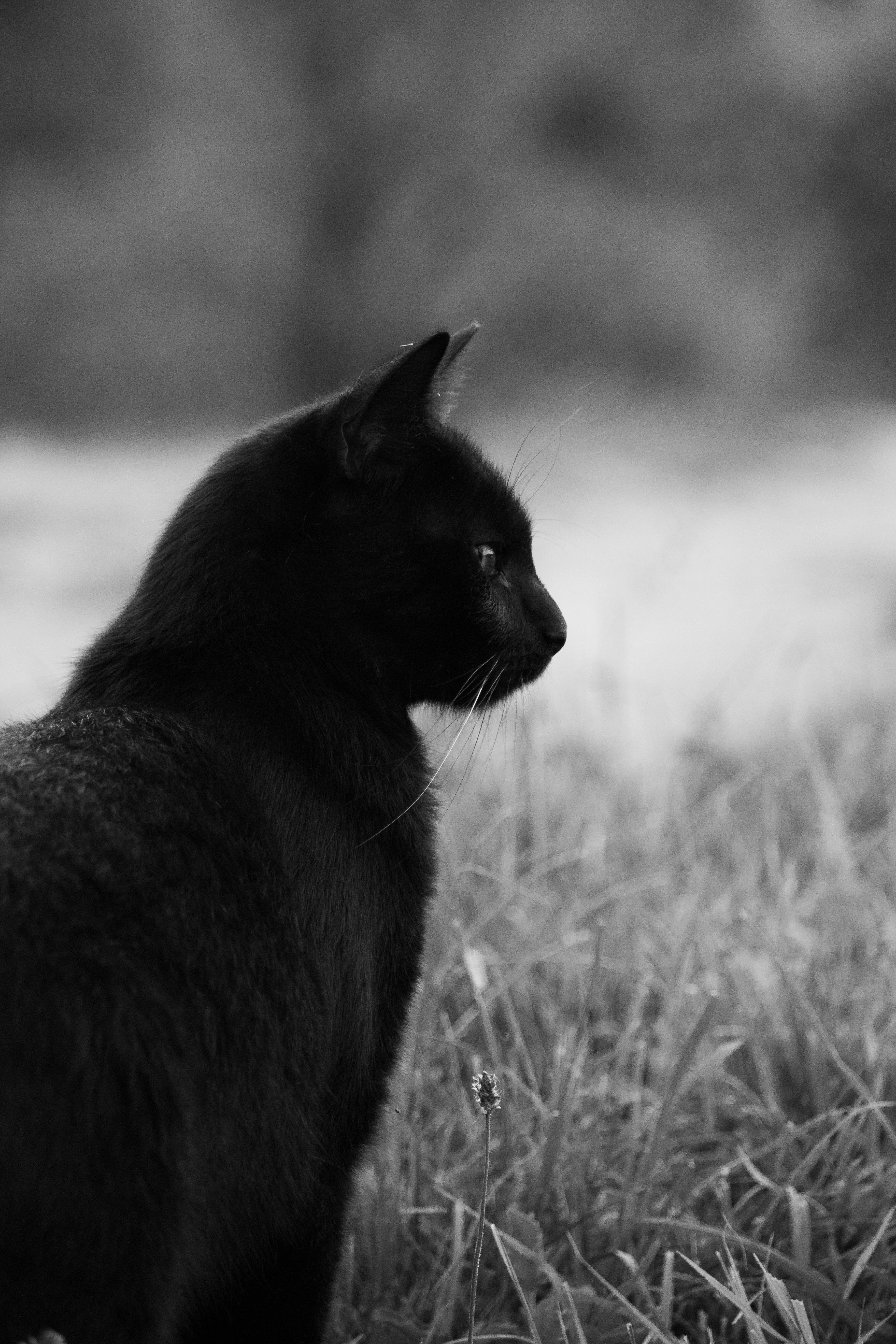 Photo by Angel Balashev with Canon EOS 750D