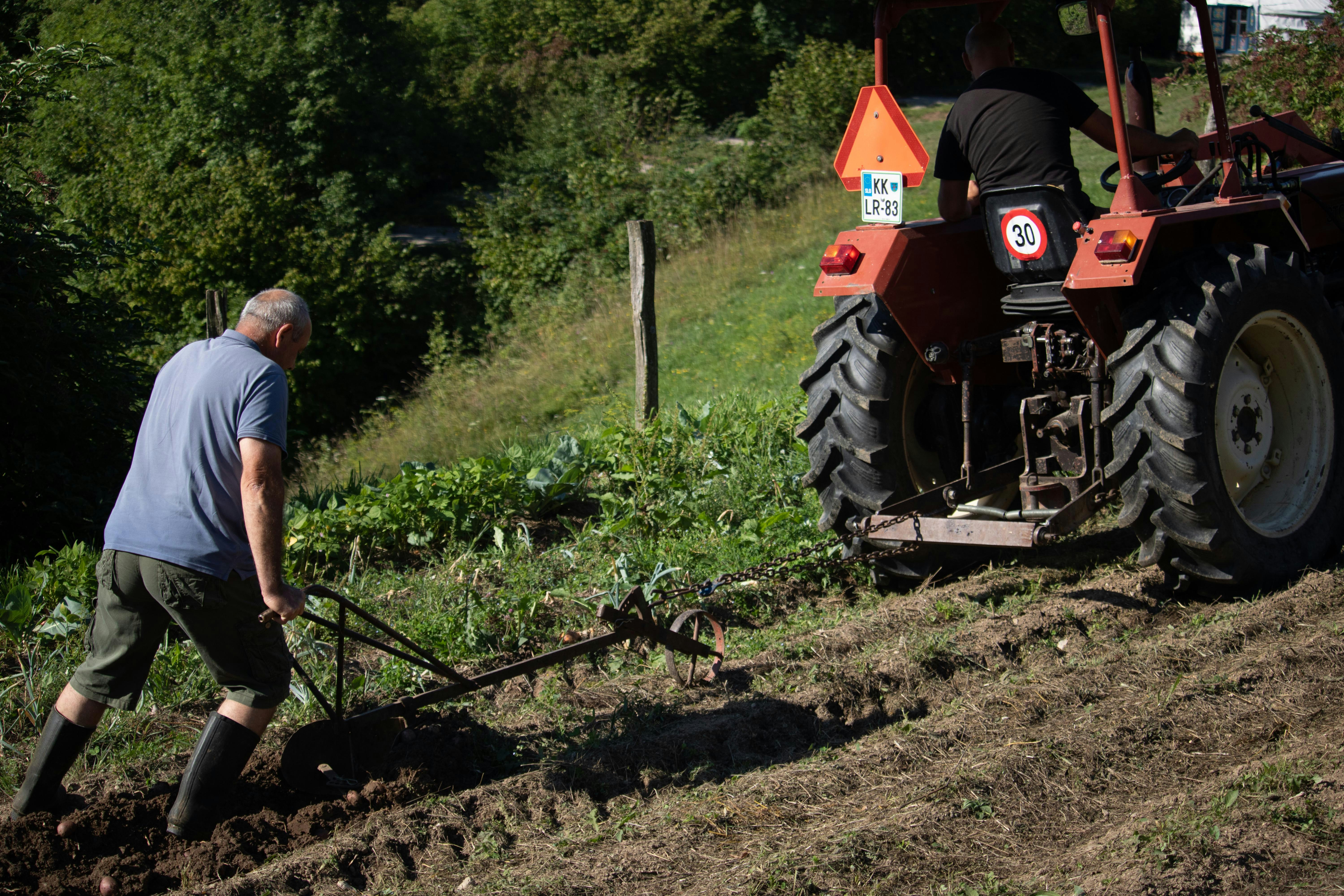 Sunlit Till: A Man Guides a Hand Cultivator Beside a Red Tractor on a Sloped Field