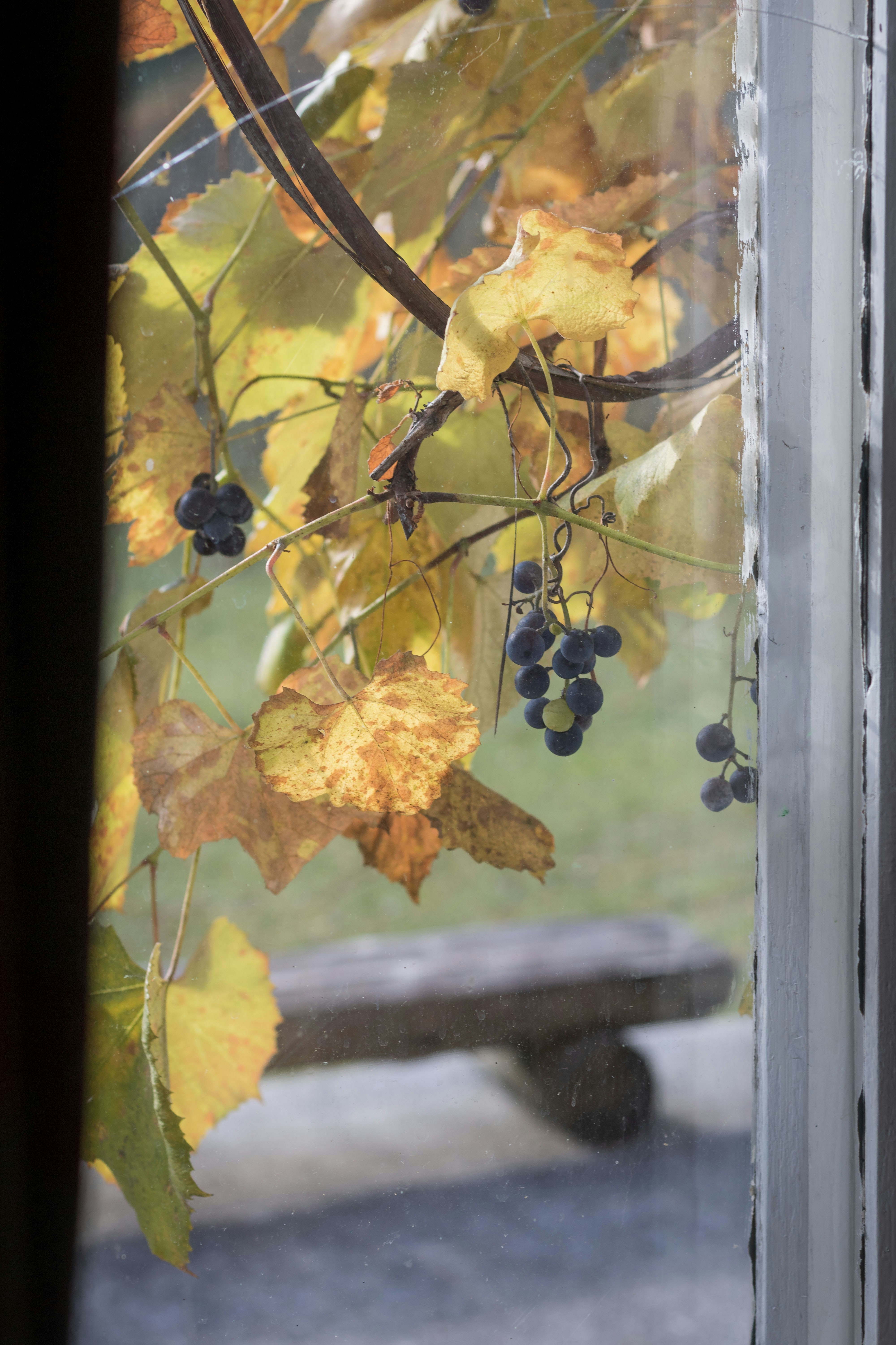 Grapes Beyond the Window: Autumn Leaves Framed by Glass