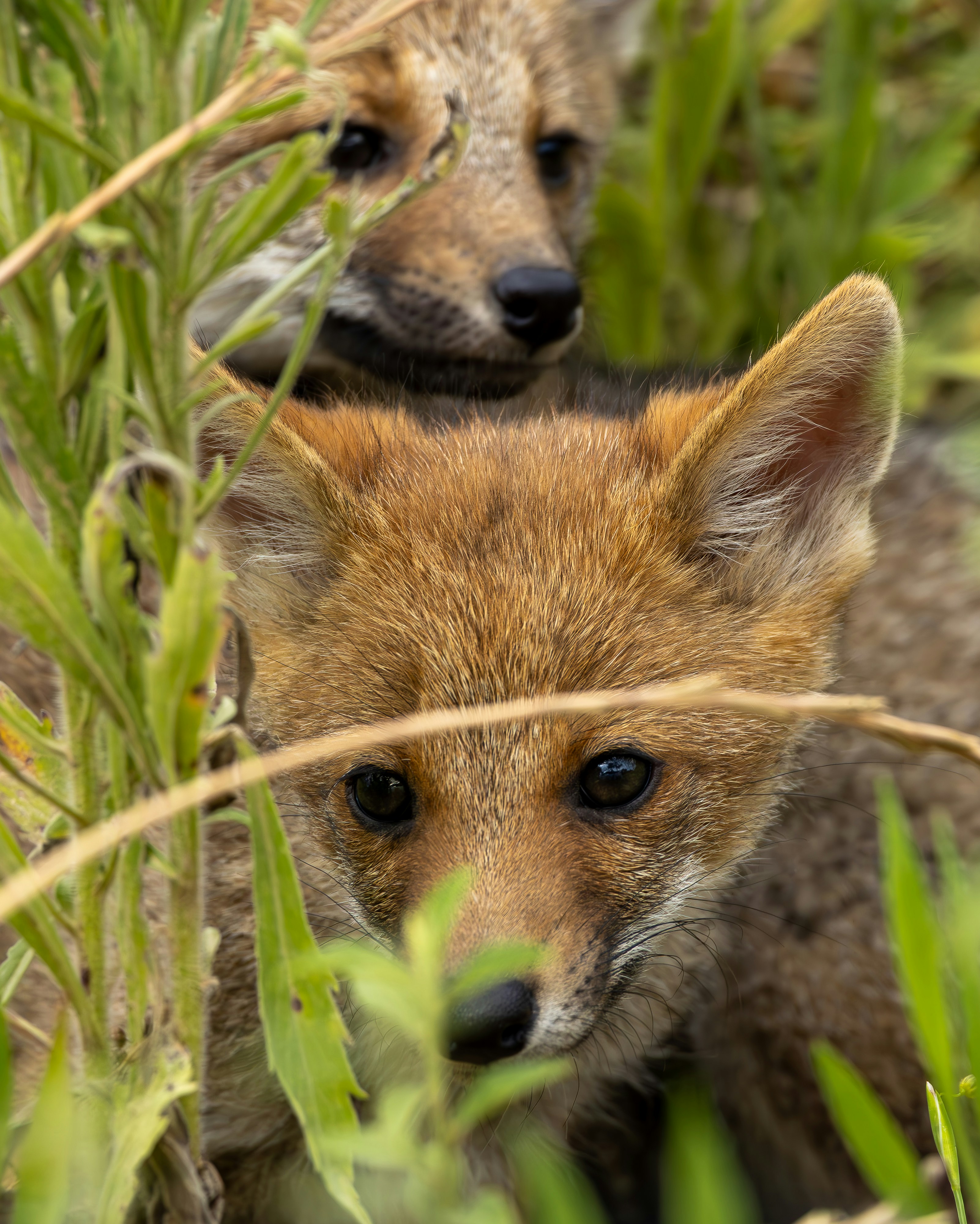 Secretive Gazes in the Grass: A Fox Pup Hidden in Plain Sight