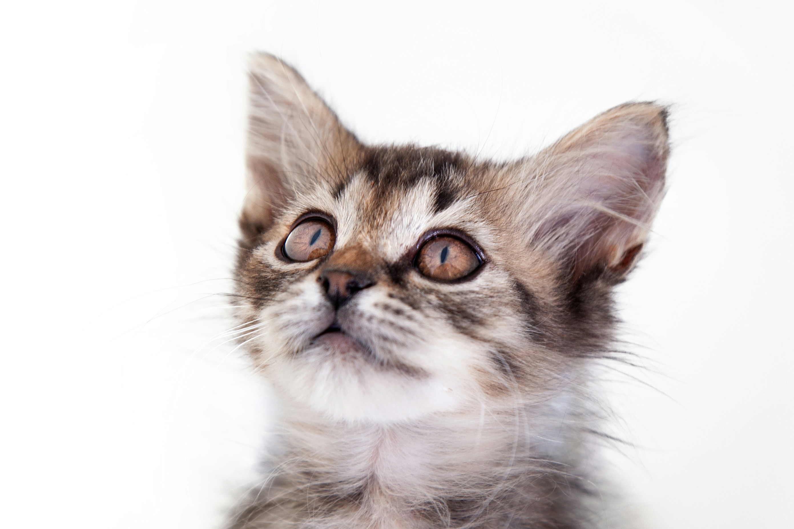 Bright-Eyed Kitten in a Minimal Studio Portrait