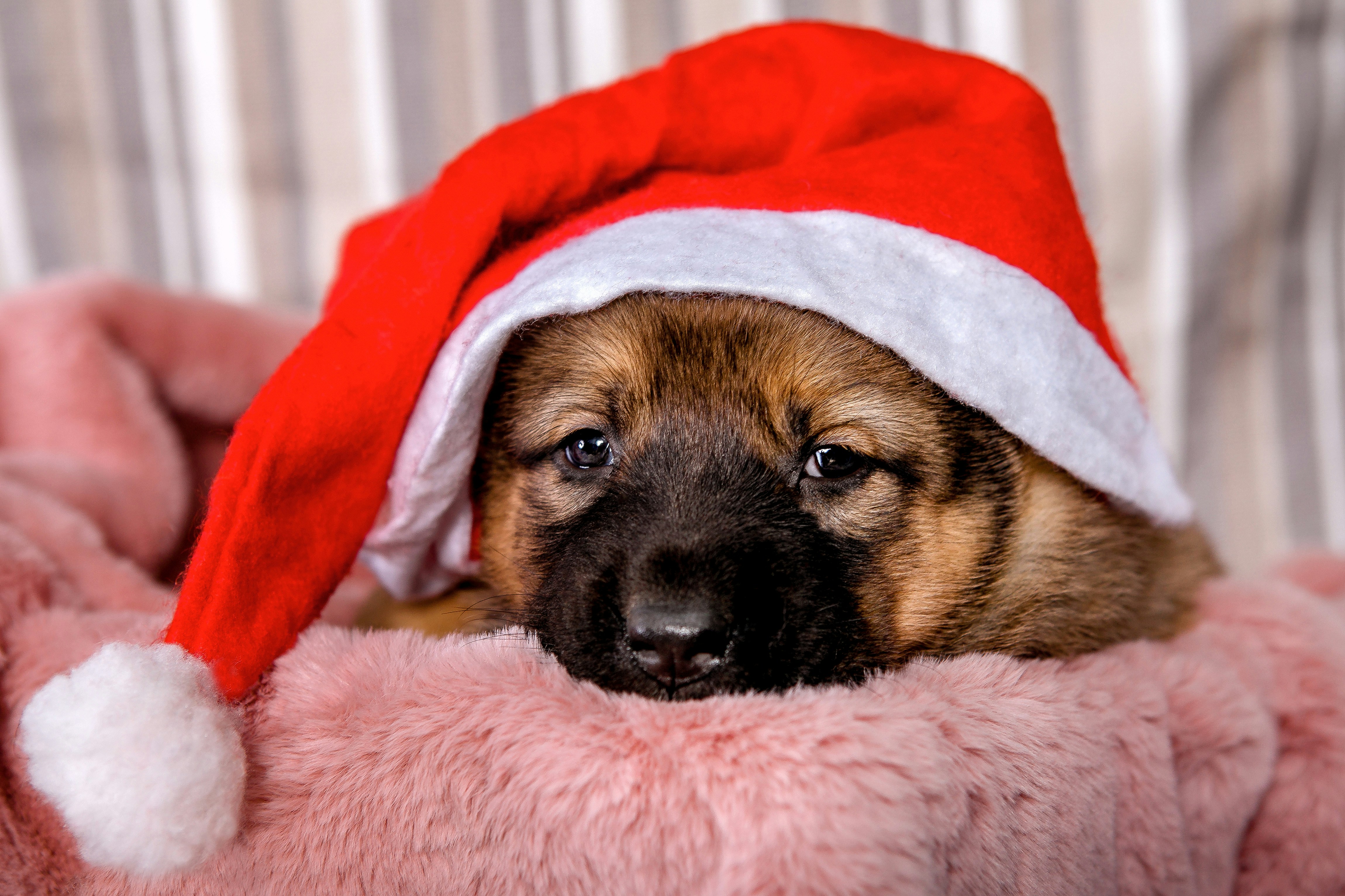 Santa Hat Reverie: Sleepy Puppy Resting on Pink Plush