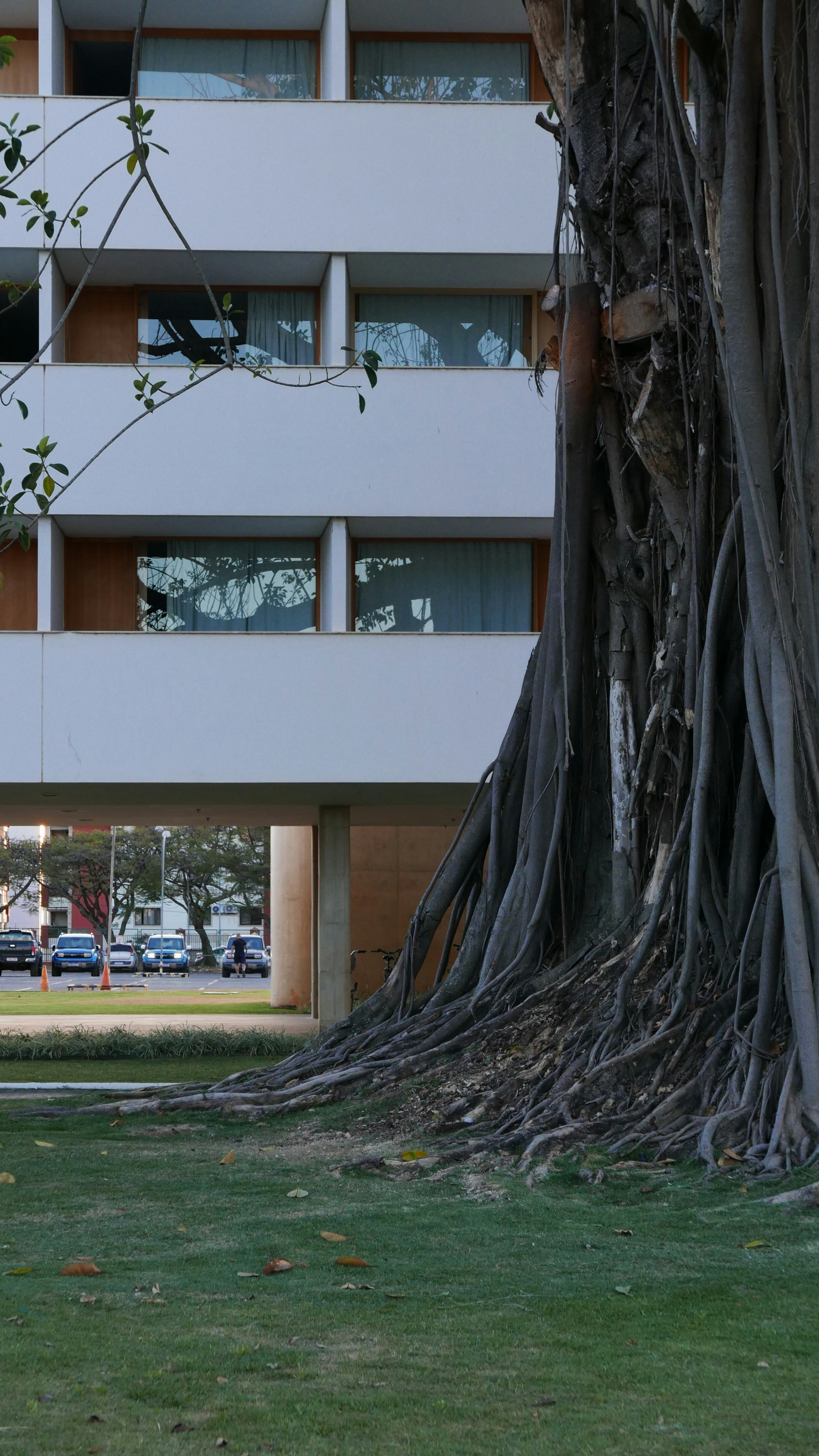 Rooted Corridor: A Banyan Embraces the Modernist Facade