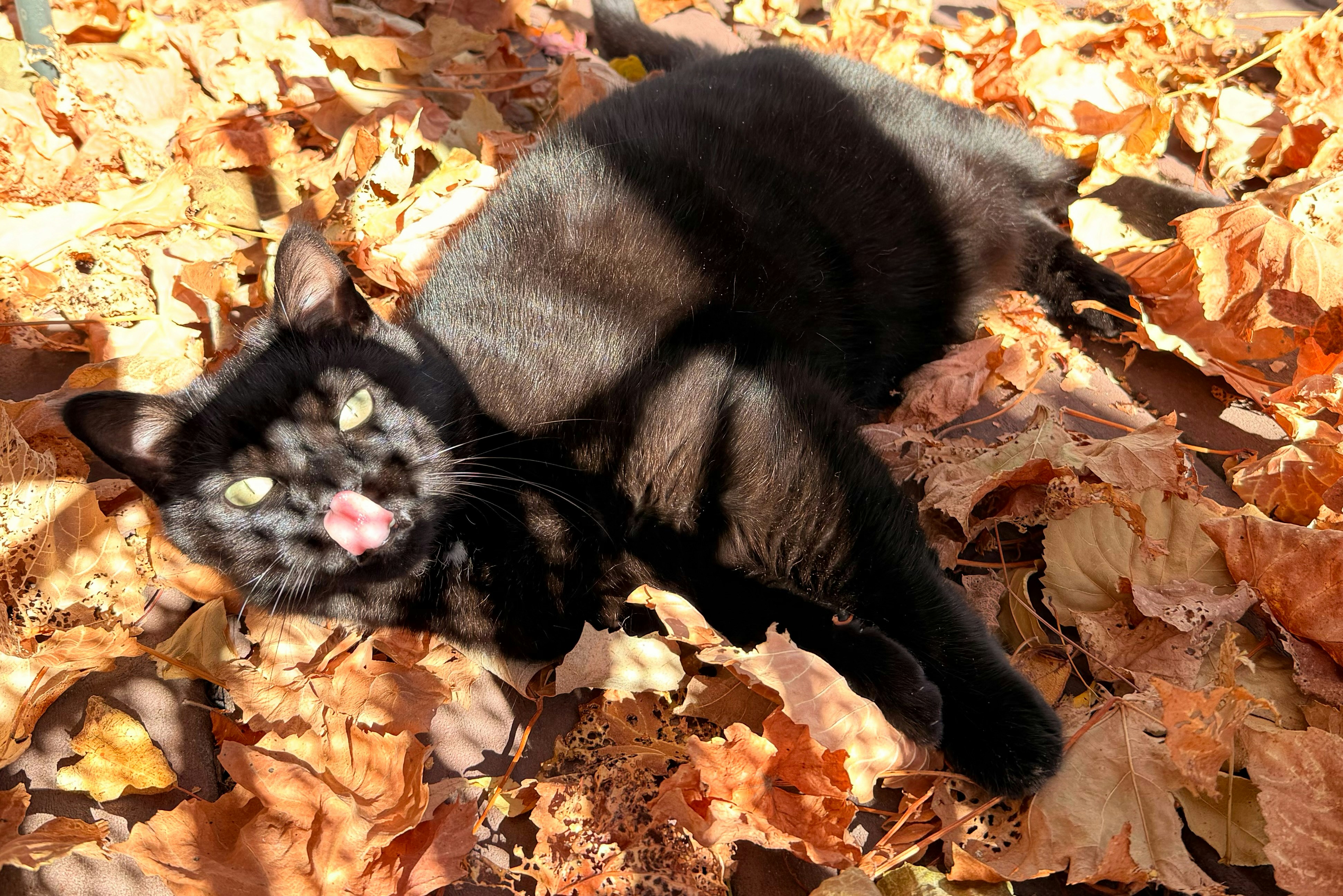 Noir Among Copper Leaves: A Black Cat Reposes in Autumn Light