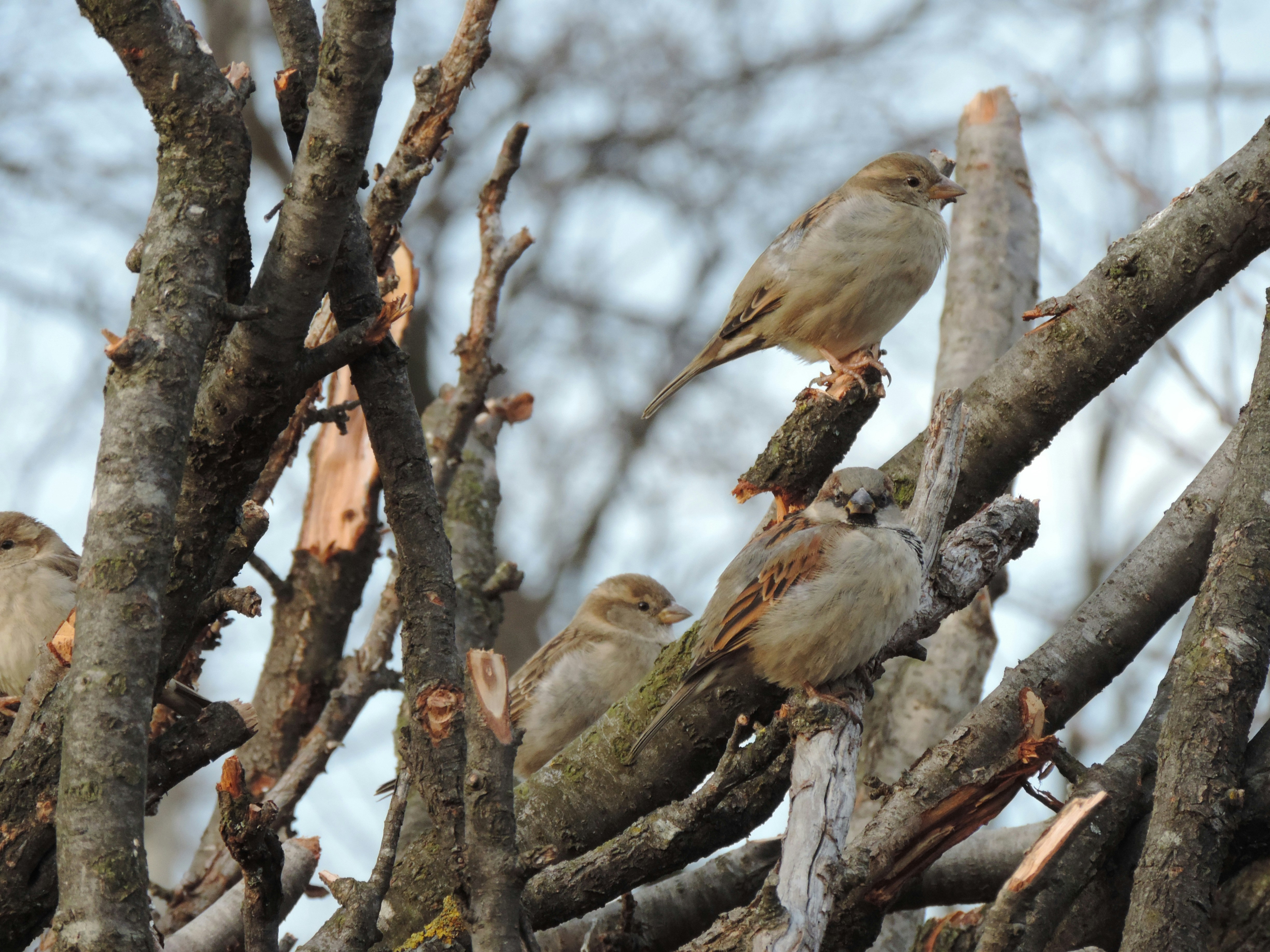Winter Perch: Trio of Small Songbirds in a Tangled Bough