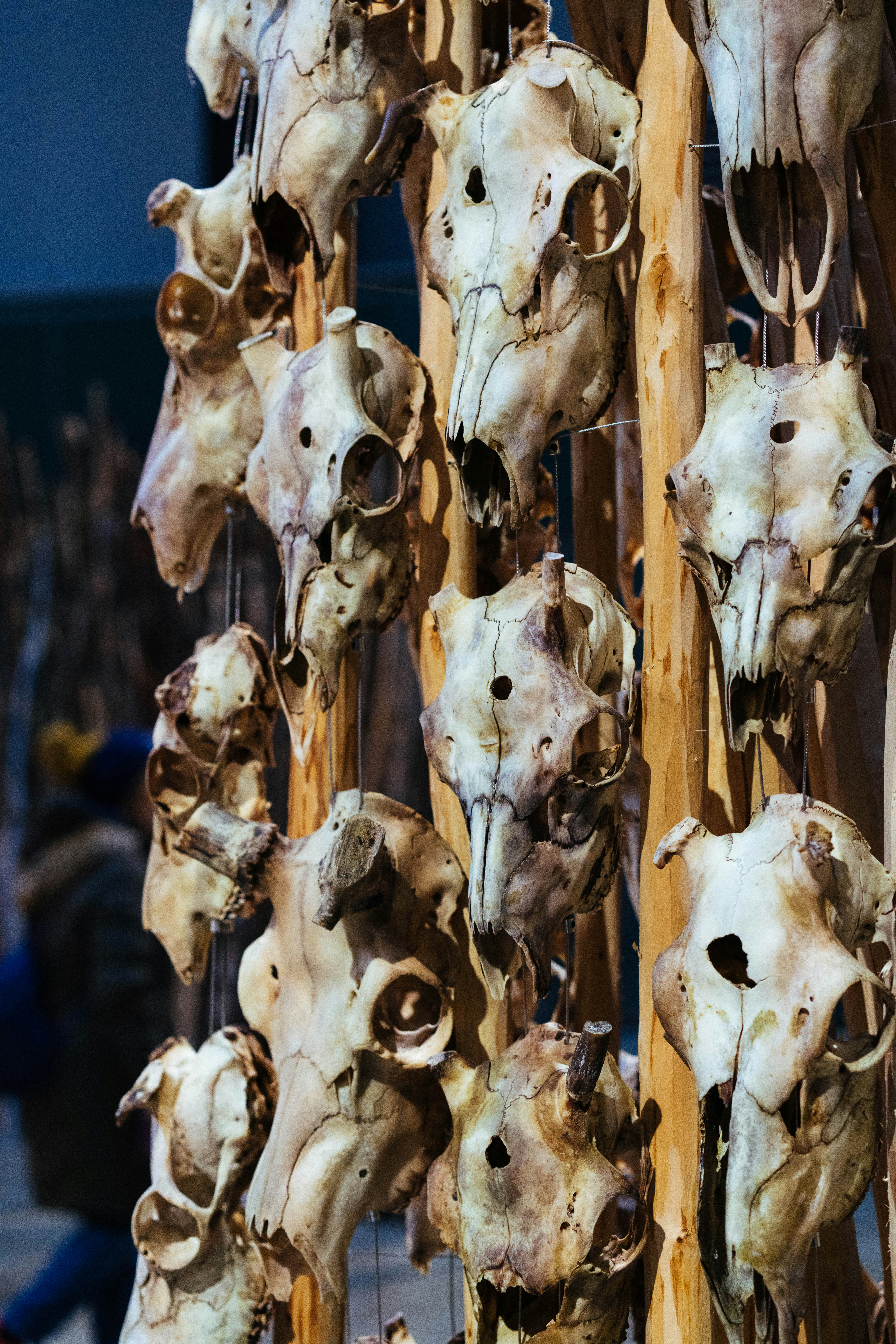 Skull Pillars: A Vertical Installation Bathed in Cool Indigo Light