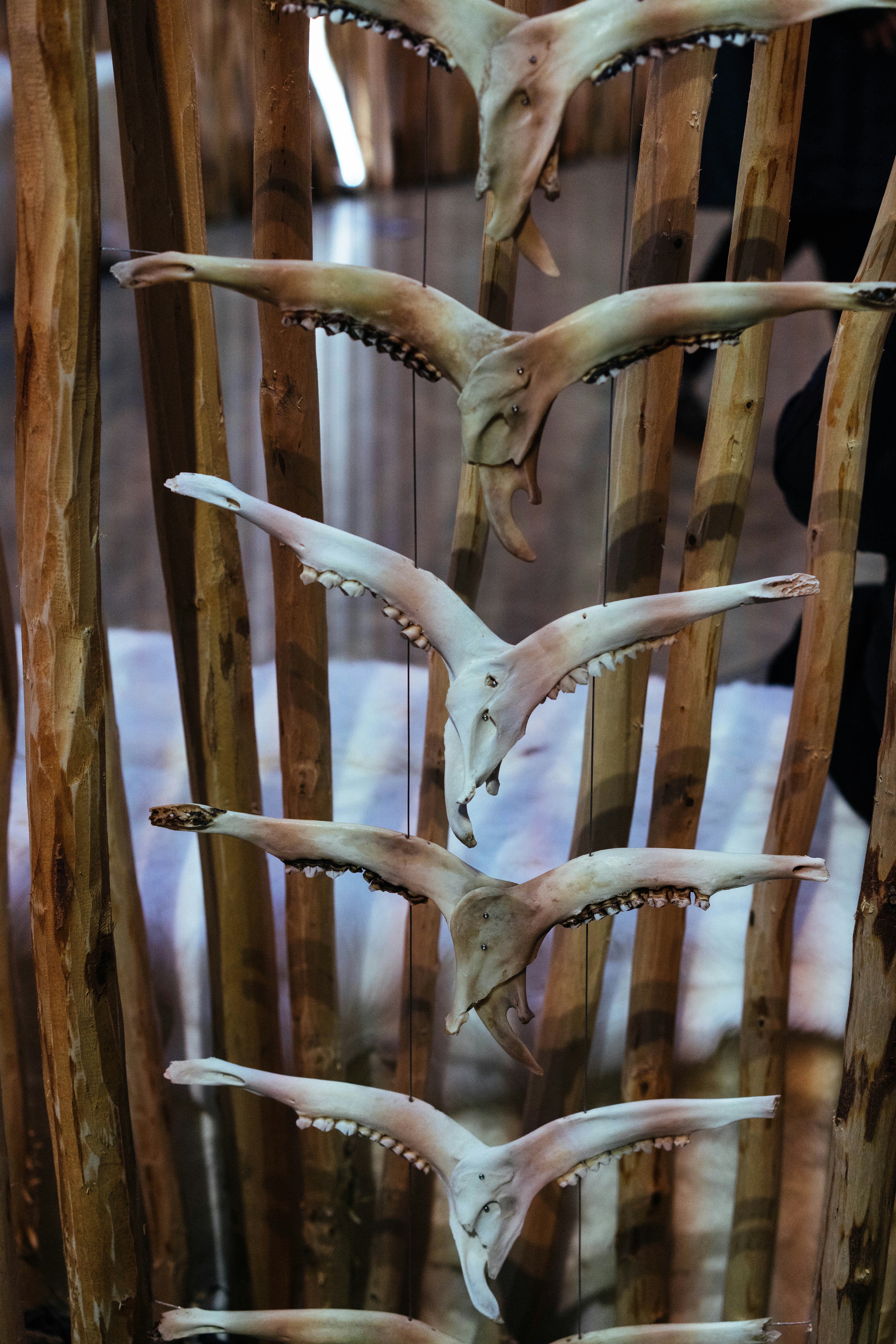 Winged Echoes: A Vertical Row of Pterosaur Wings in a Museum Display