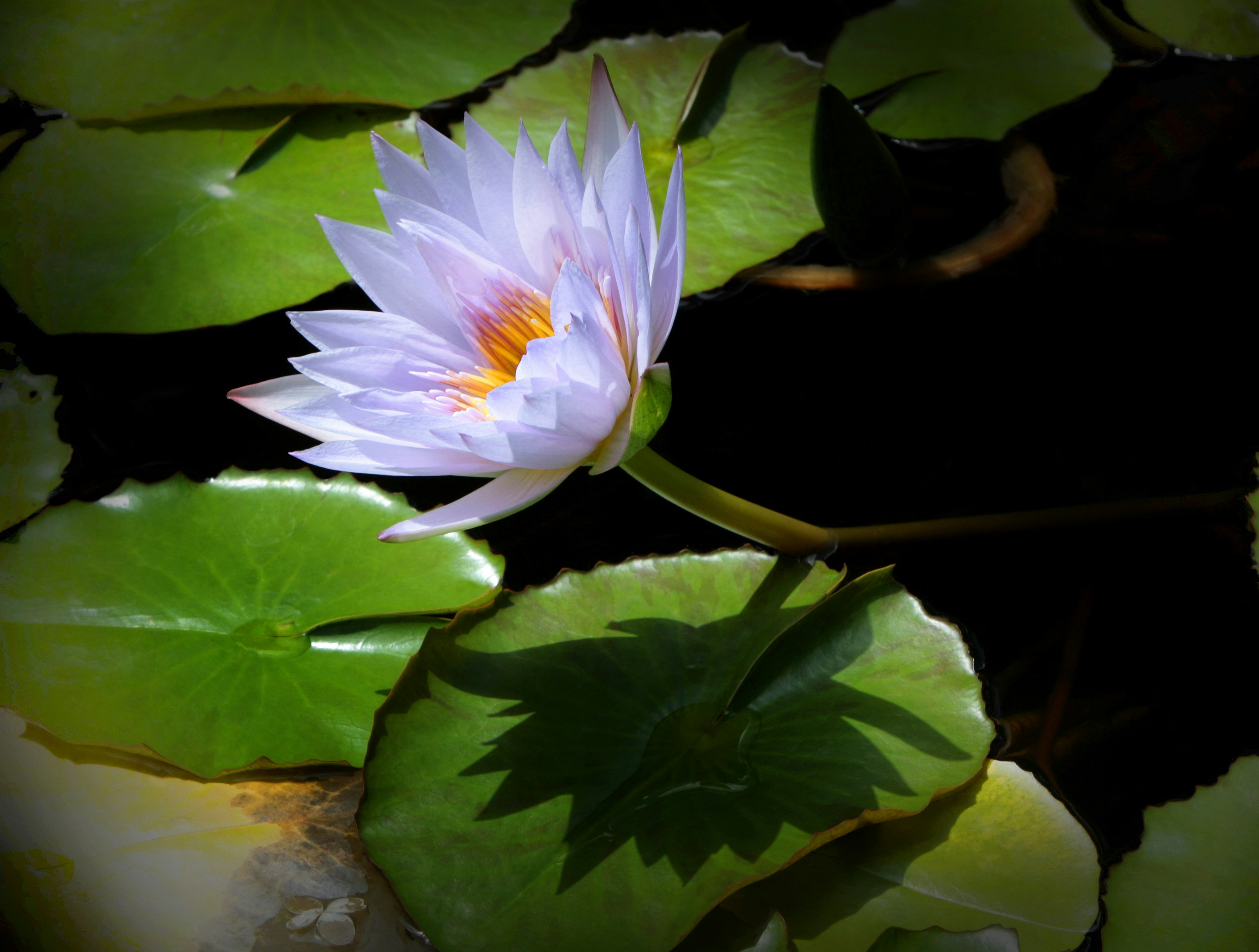 "Lily and Shadow" --- A water lily and its shadow.